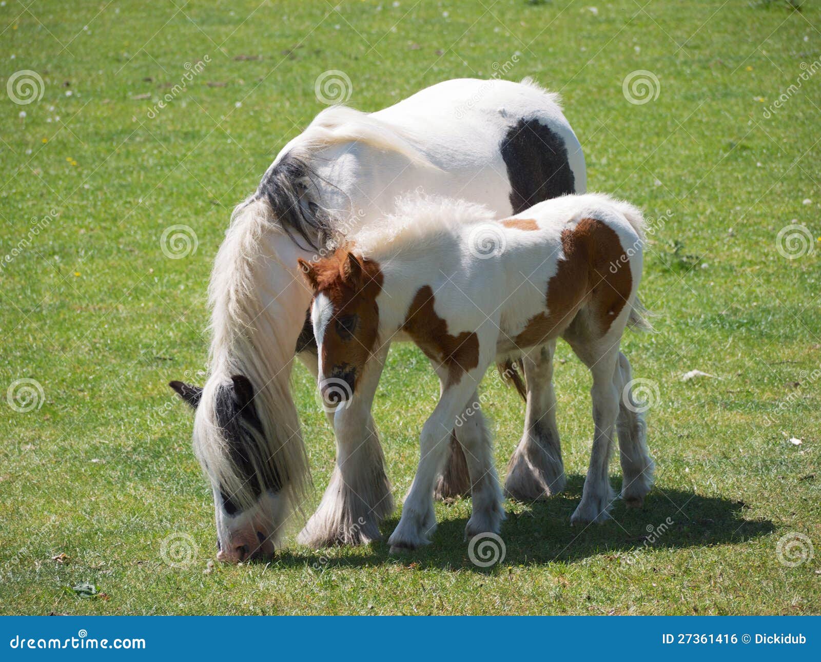 Cheval et poulain photo stock. Image du ressort, poulain - 27361416
