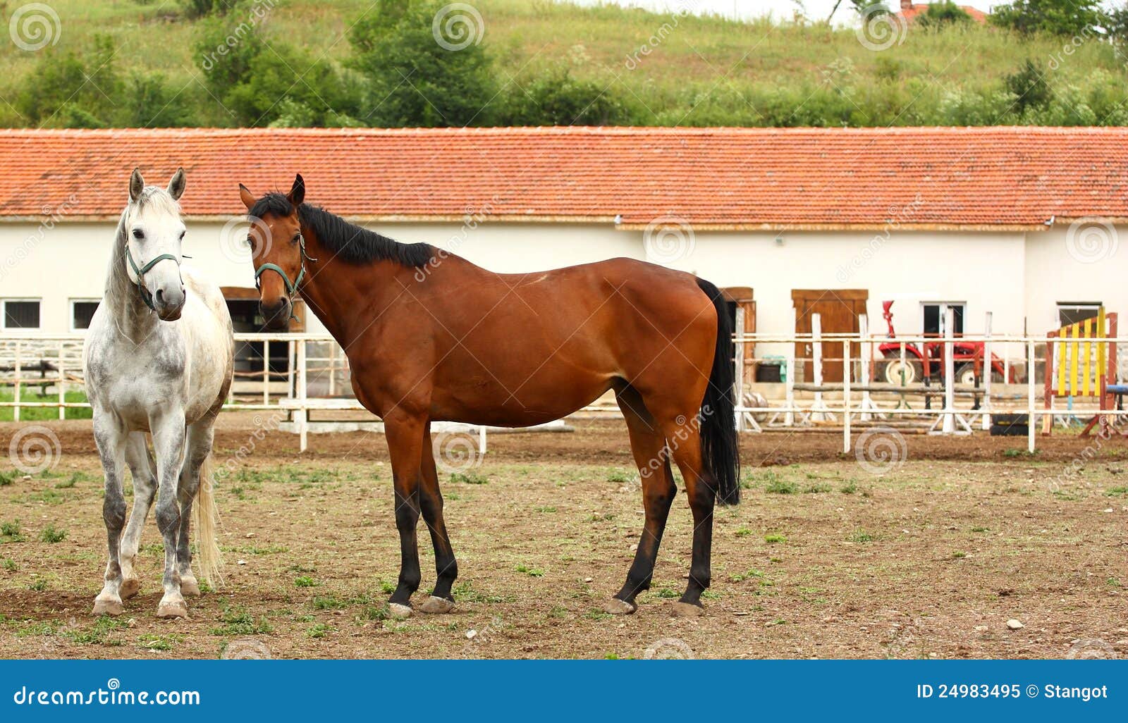 Cheval-ferme Avec Des Chevaux Image stock - Image du pets, femelle ...