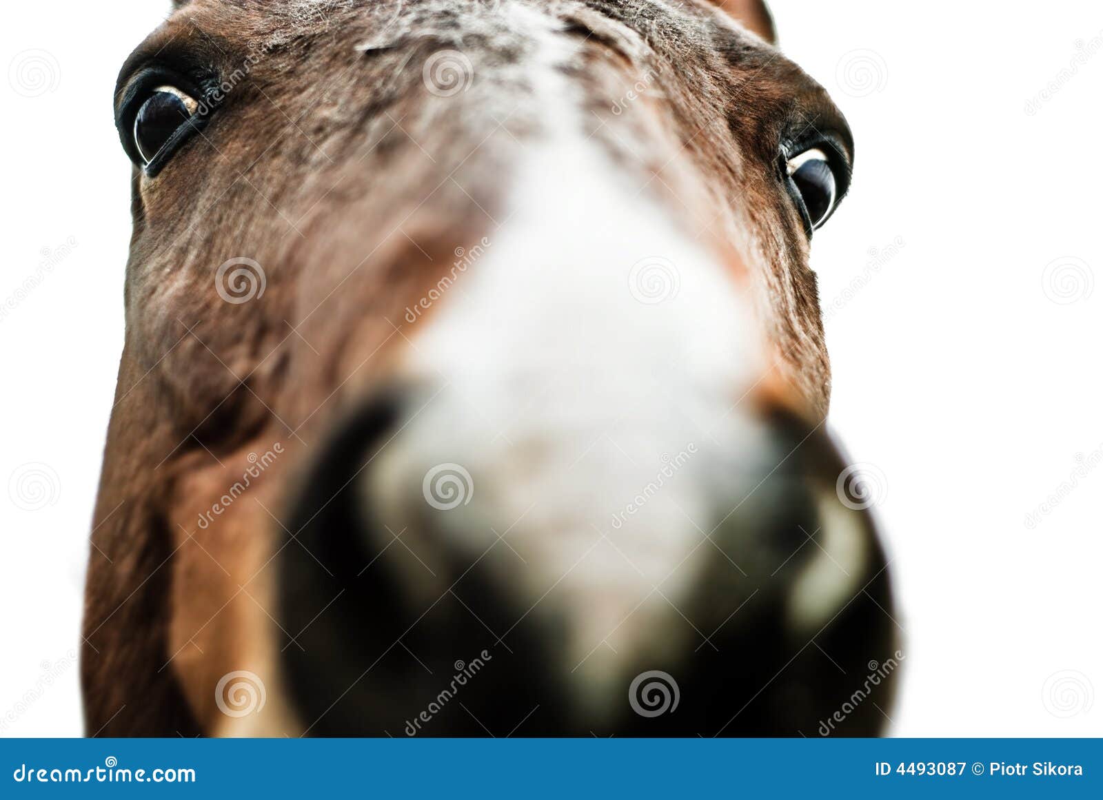 Cheval fou image stock. Image du contrarié, comique, comédie - 4493087