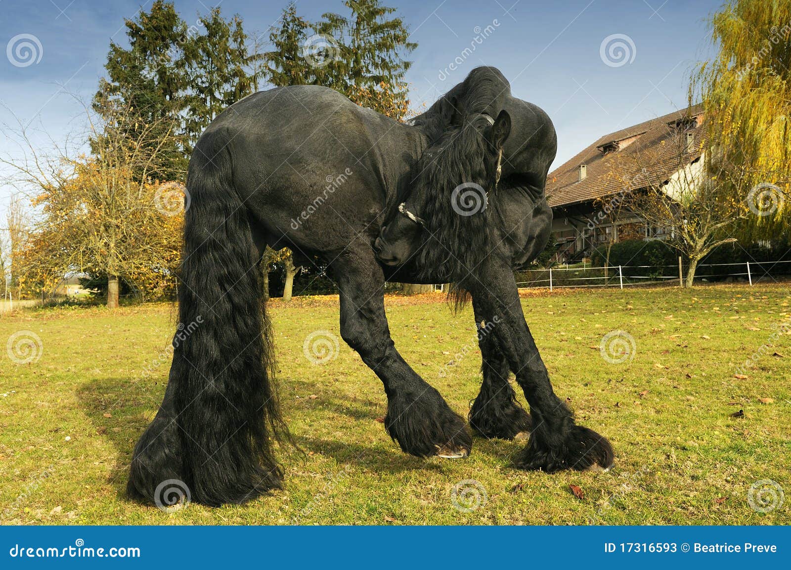 Cheval frison image stock. Image du irlandais, tête, épi - 17316593