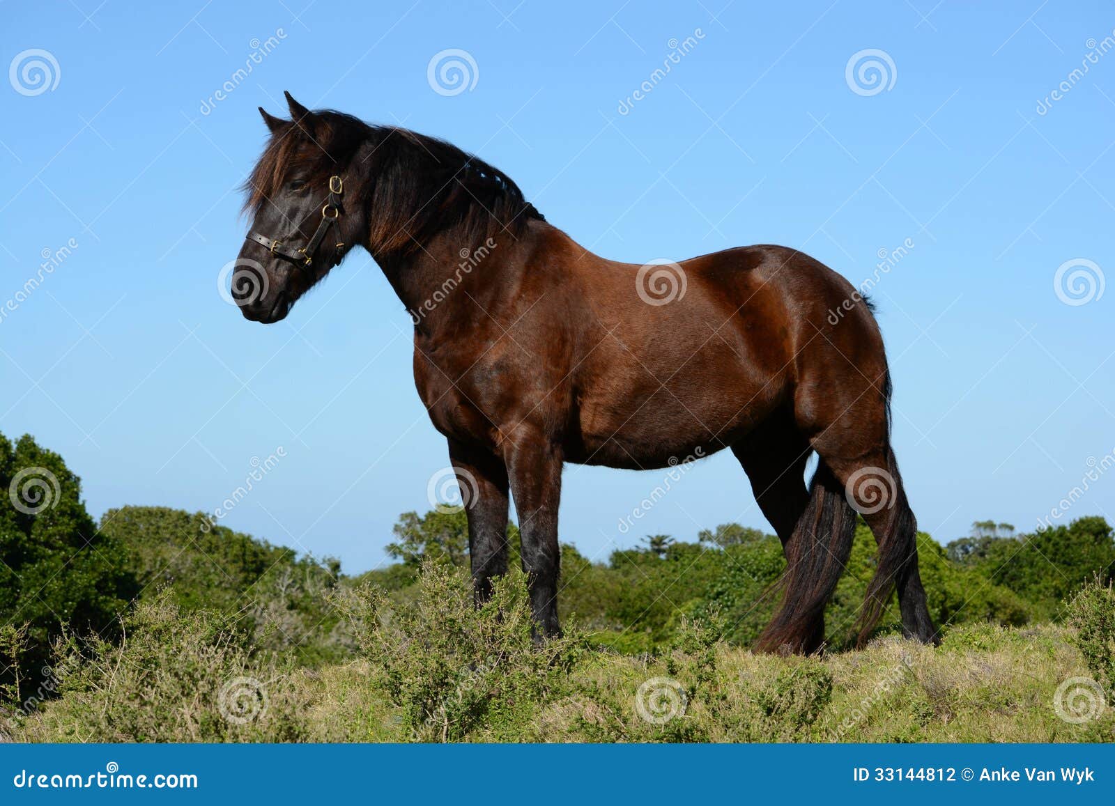 Cheval frison photo stock. Image du foncé, hongre, buissons - 33144812