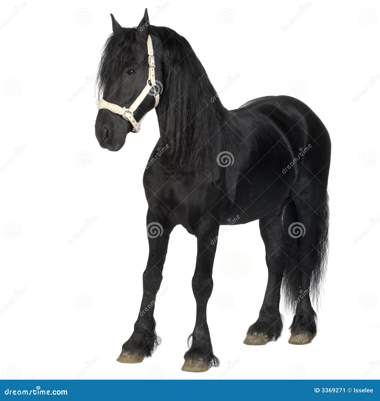 Cheval frison image stock. Image du projectile, equitation - 3369271