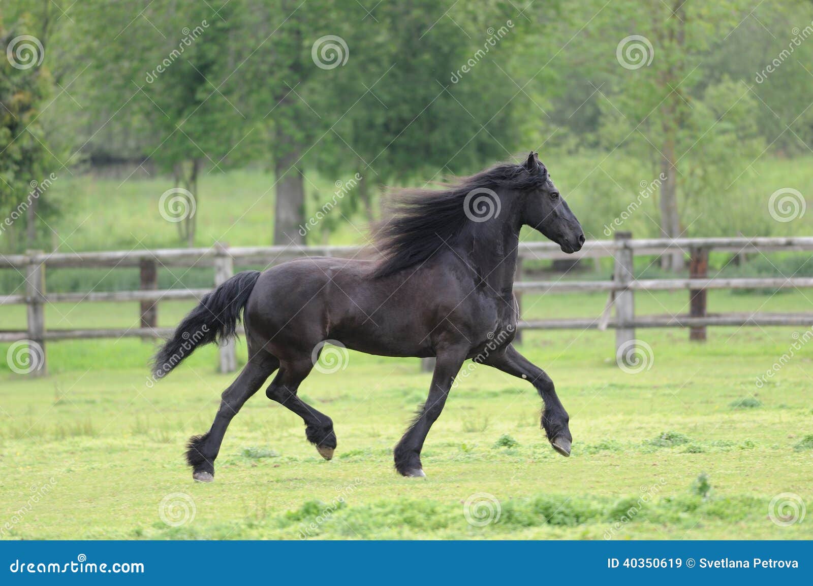 Cheval Frison Dans Le Domaine Image stock - Image du fond, extérieur ...