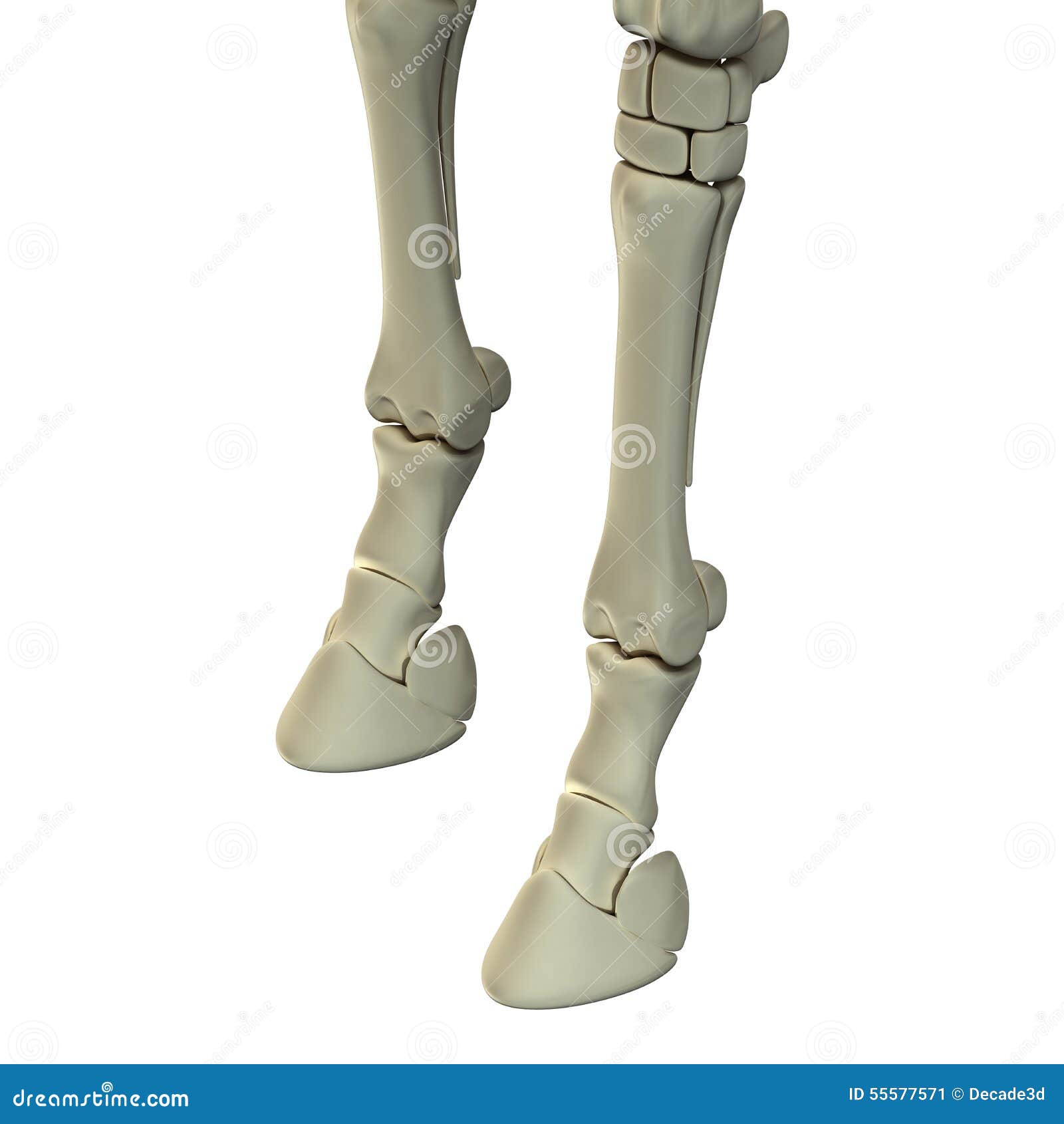 Cheval Front Leg Bones - Anatomie D'Equus De Cheval - D'isolement Sur ...
