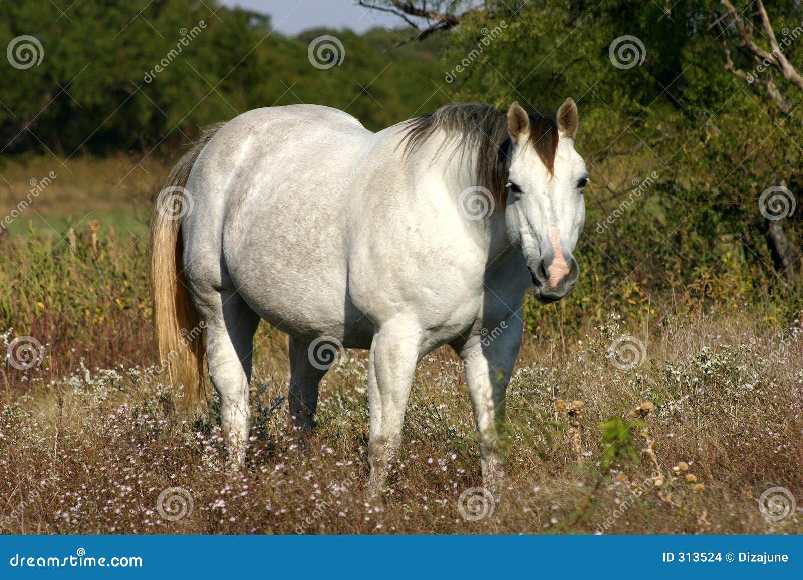 Cheval gris photo stock. Image du tachetez, gros, poulinière - 313524