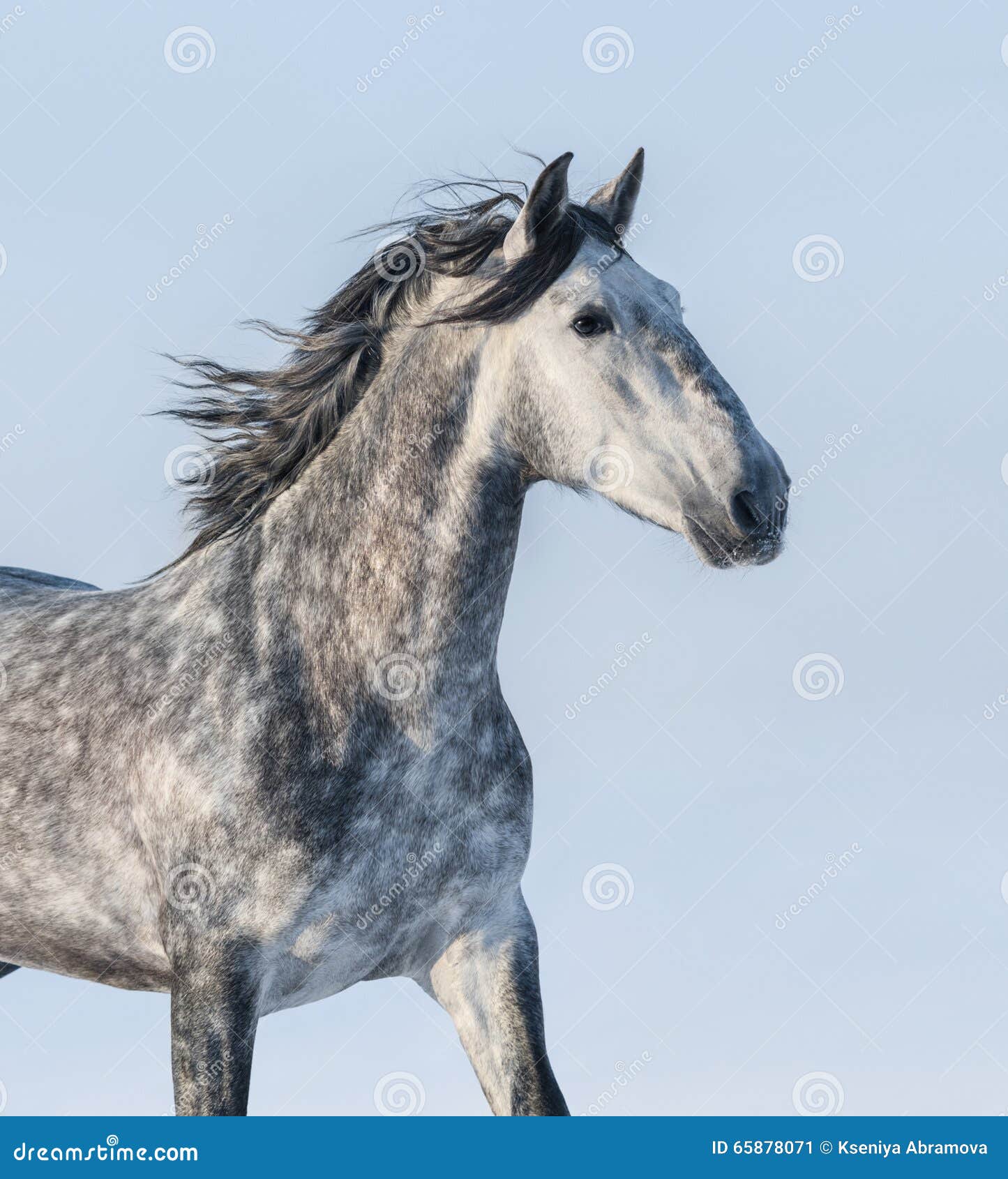Cheval Gris - Portrait Sur Le Fond Bleu Image stock - Image du couleur ...