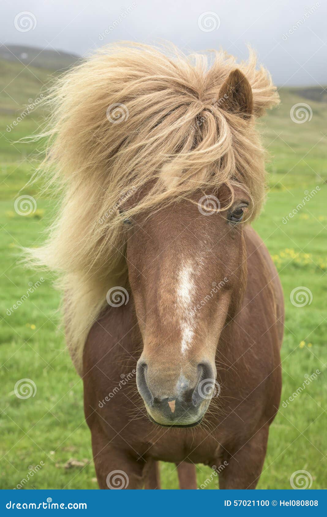 Cheval islandais photo stock. Image du islande, caractère - 57021100