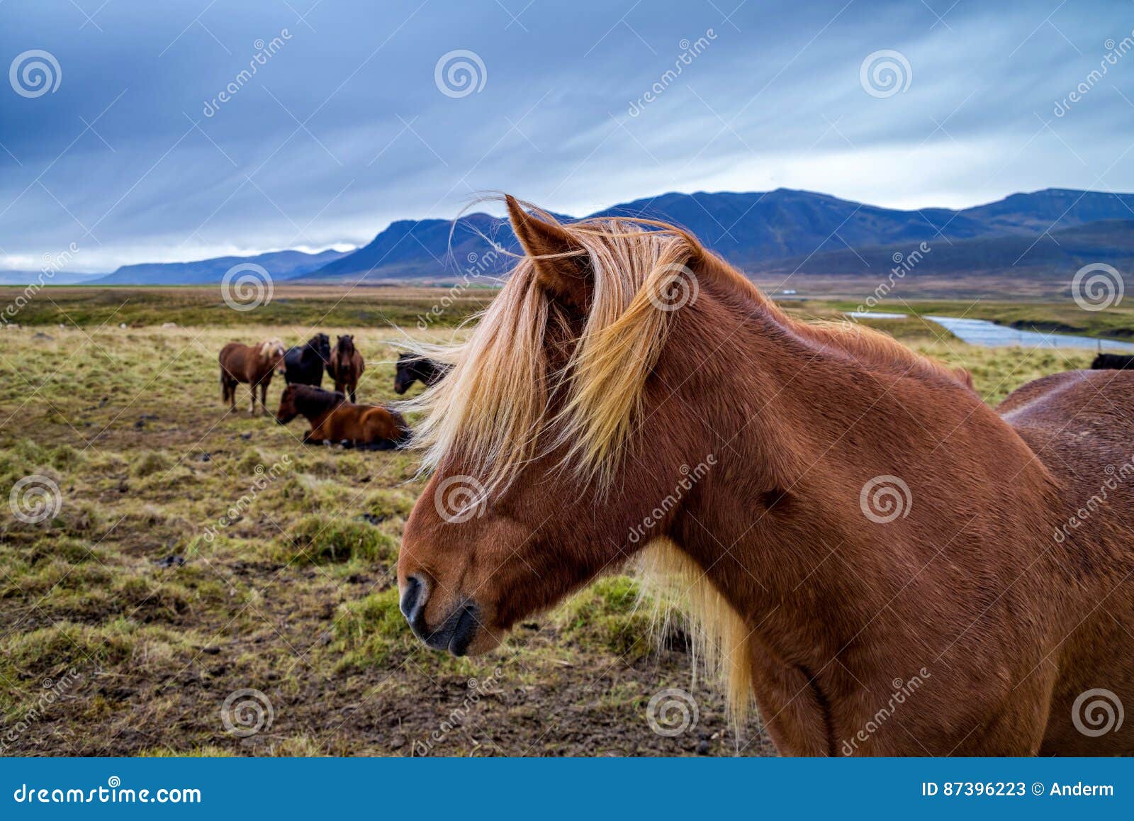 Cheval islandais image stock. Image of tranquille, étalon - 87396223