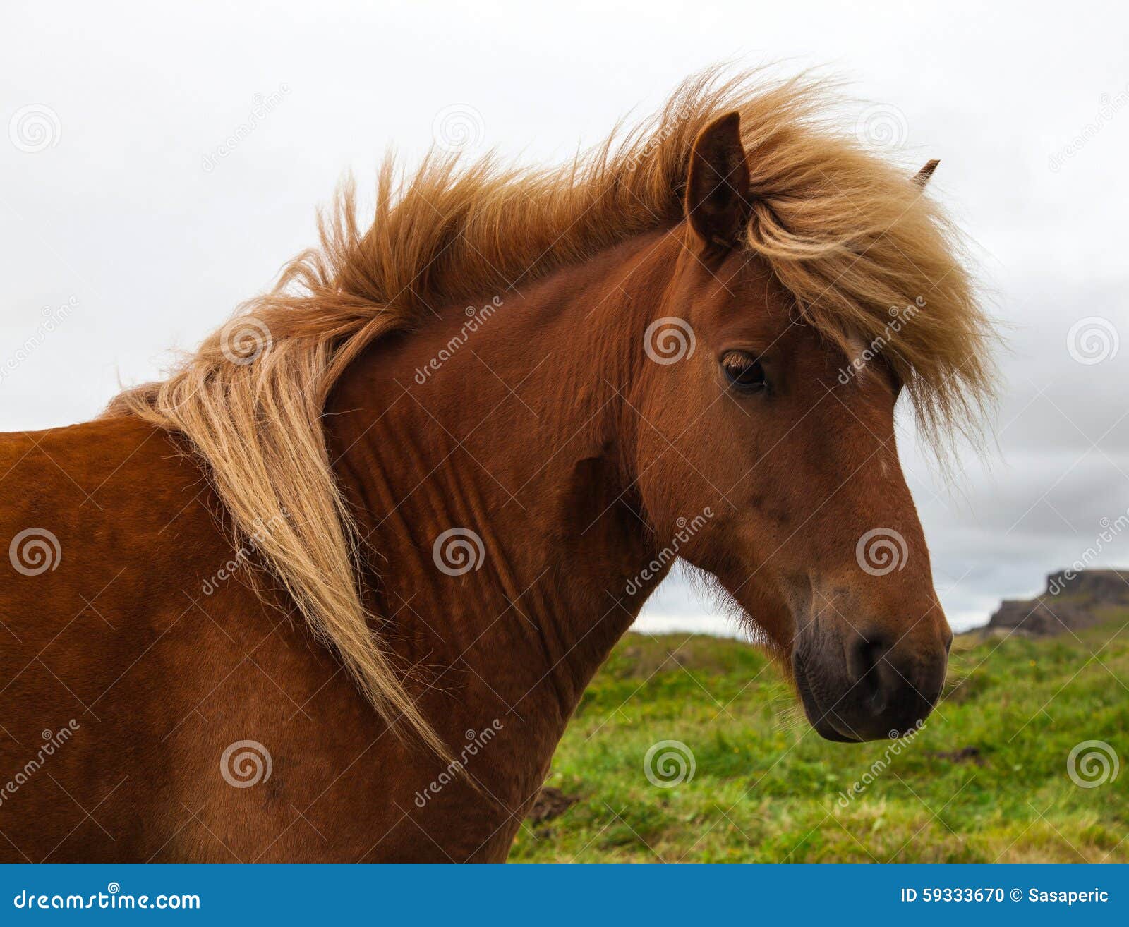 Cheval Islandais Authentique Photo stock - Image du ferme, beauté: 59333670