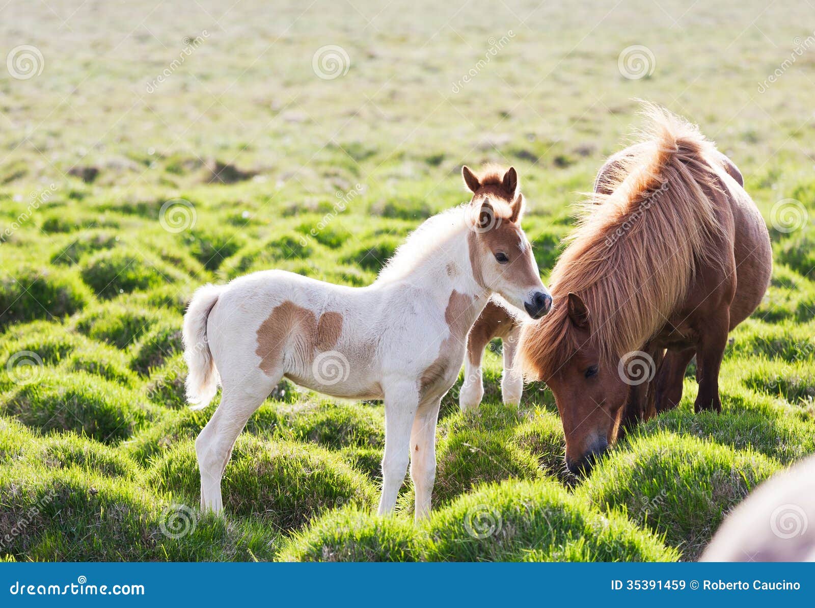 Cheval Islandais Avec Son Poulain Image stock - Image du poulain ...