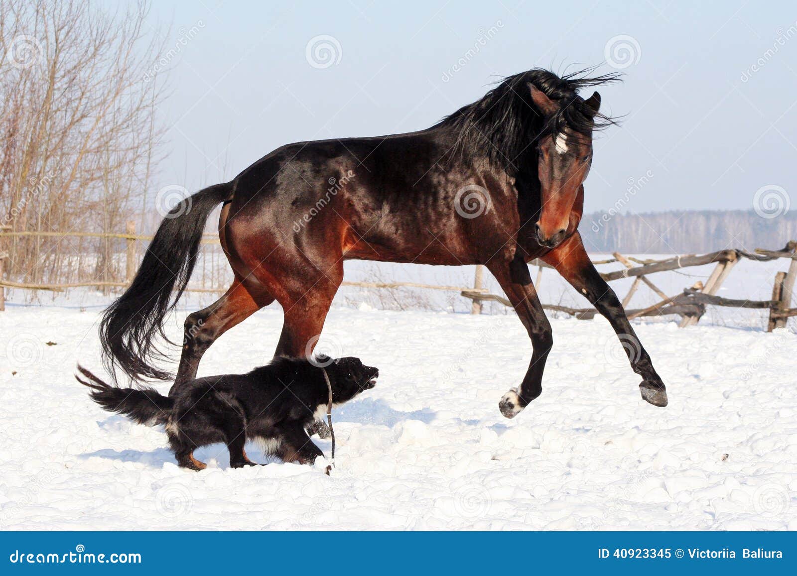 Cheval Jouant Avec Un Chien Image stock - Image du animal, herbivore ...