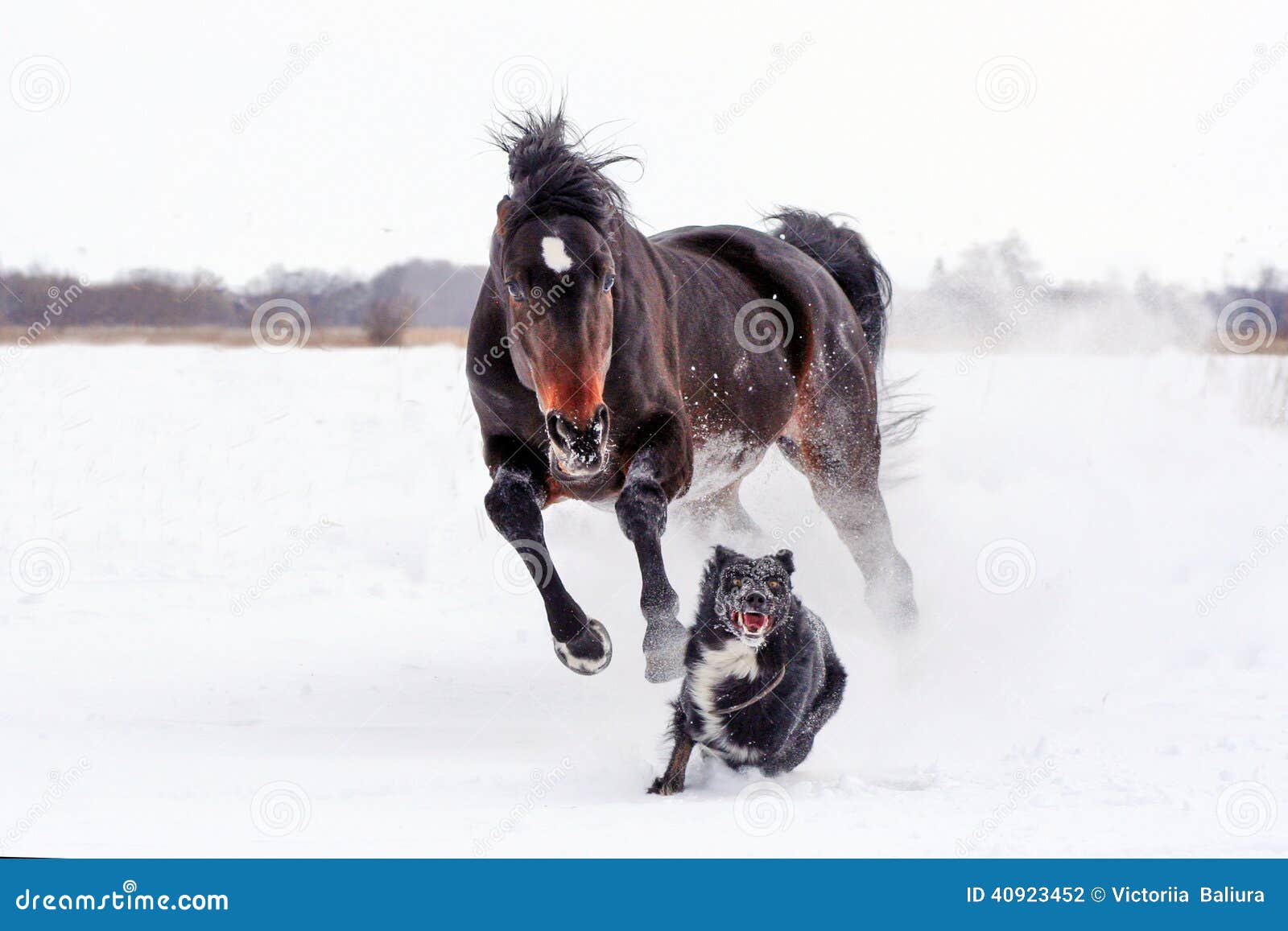 Cheval Jouant Avec Un Chien Photo stock - Image: 40923452