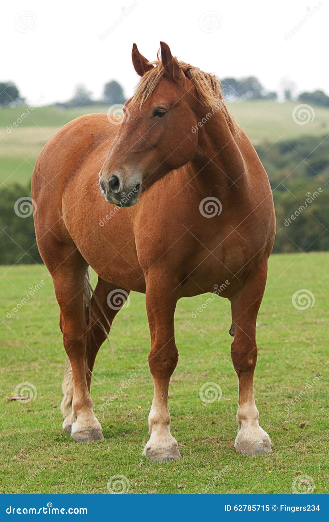 Cheval lourd image stock. Image du herbe, jument, poulain - 62785715