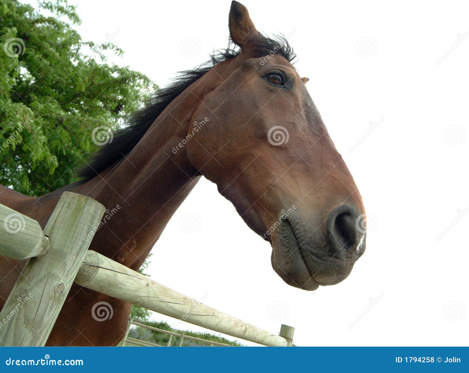 Cheval mignon photo stock. Image du champs, jument, visage - 1794258