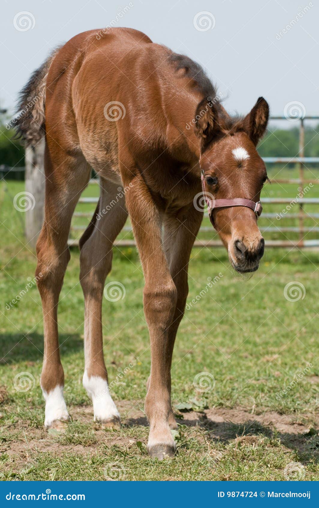 Cheval mignon. photo stock. Image du jeune, poulain, fils - 9874724