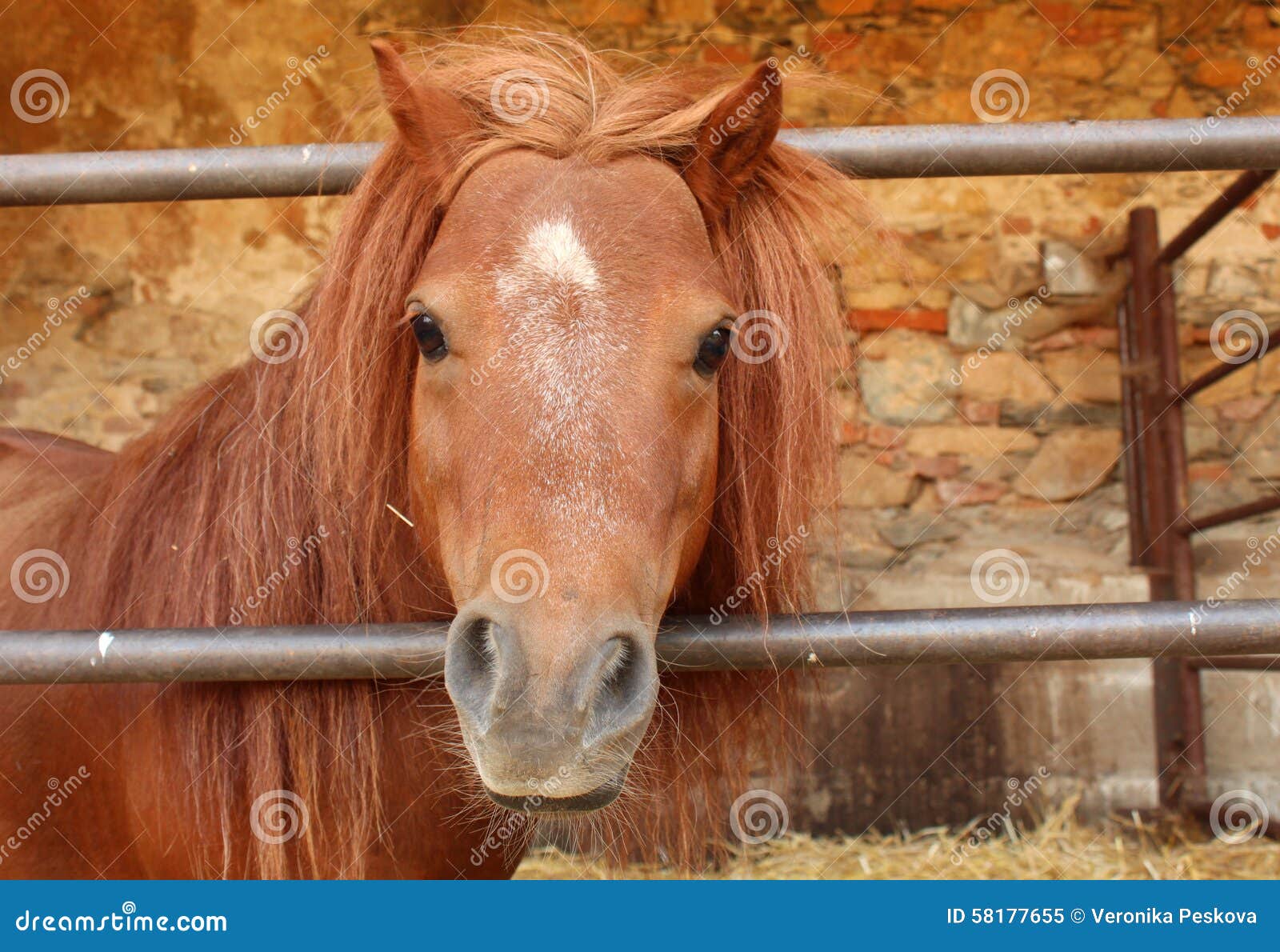Cheval mignon de poney image stock. Image du miniature - 58177655