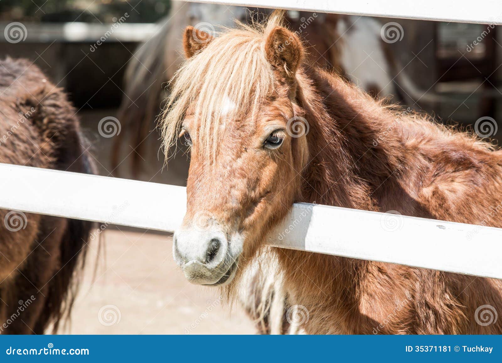 Cheval nain. image stock. Image du couleur, ranch, frôlez - 35371181