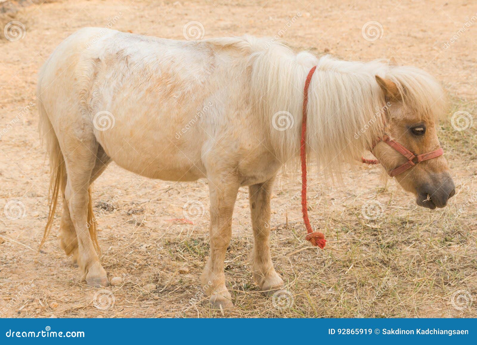 Cheval nain image stock. Image du conduite, manger, docile - 92865919
