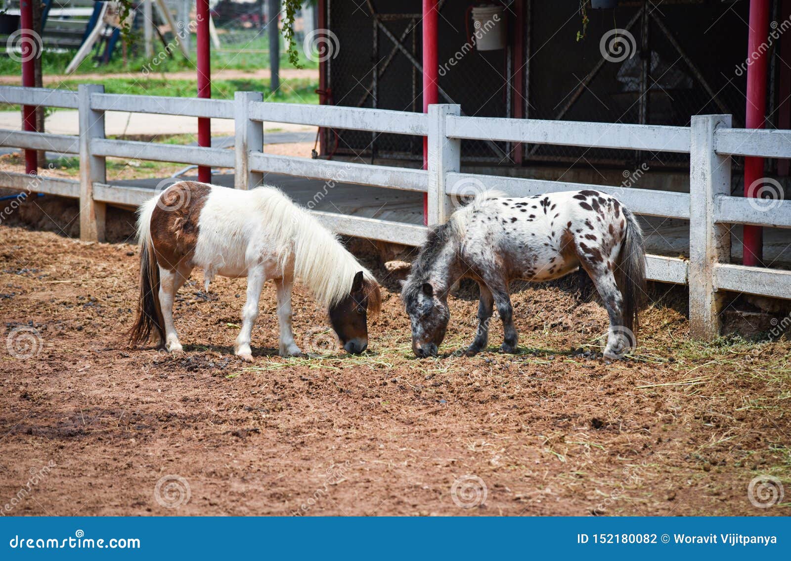 Cheval Nain Photos Stock - Téléchargez 371 Photos libres de droits