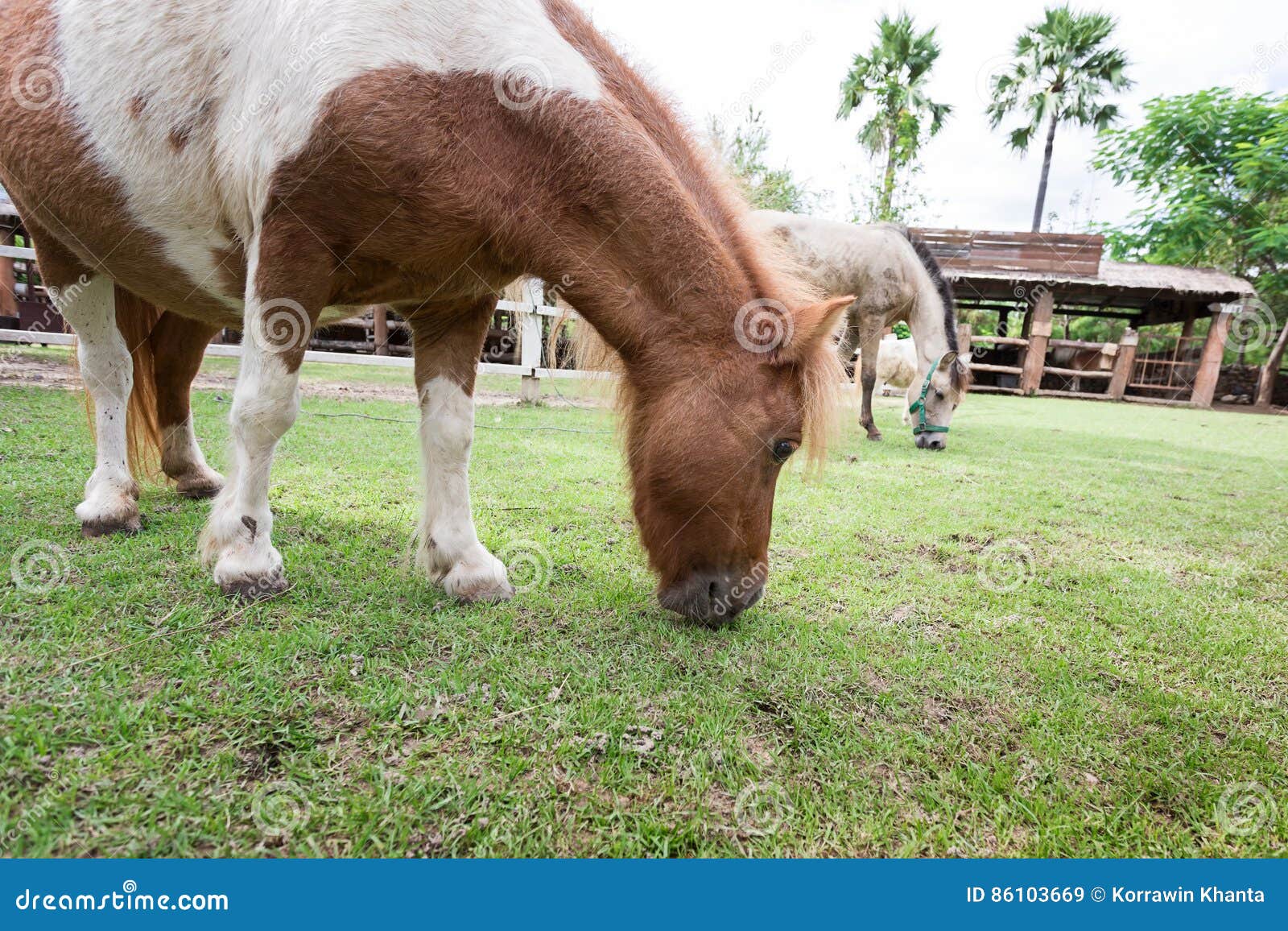 Cheval Nain Mangeant L'herbe Image stock - Image du domestique, brun ...
