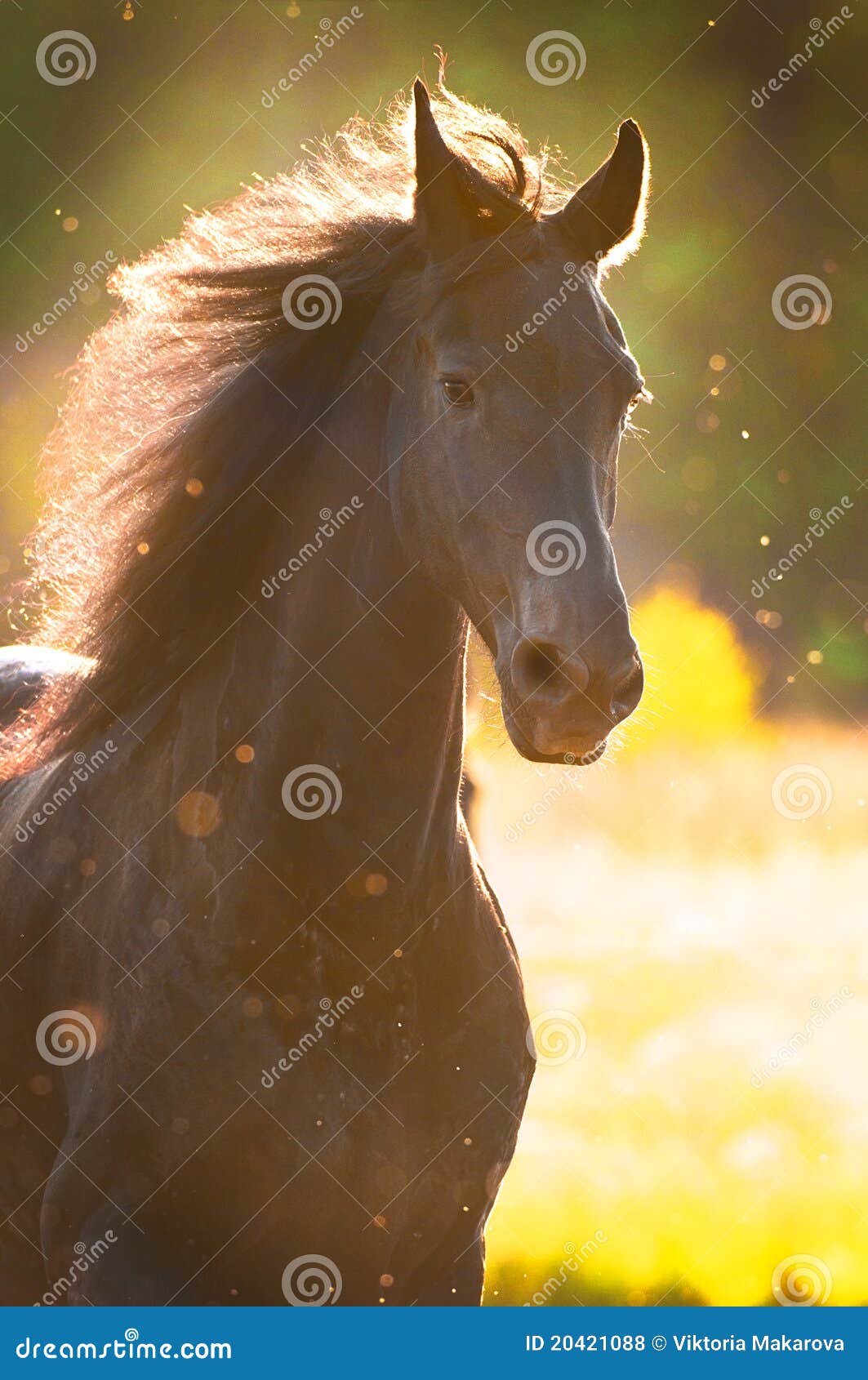 Cheval Noir Dans La Lumière D'or De Coucher Du Soleil Photos libres de ...