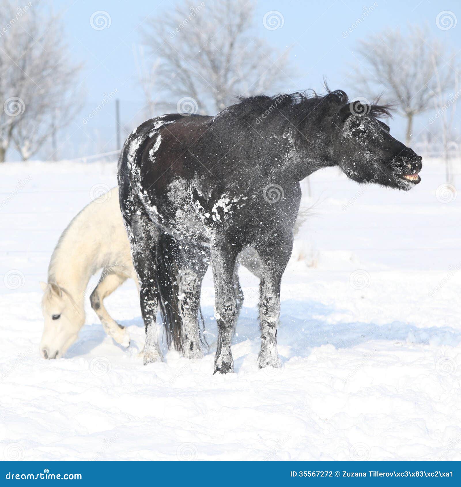 Cheval Noir Et Poney Blanc Ensemble Photo stock - Image du équin, noir ...