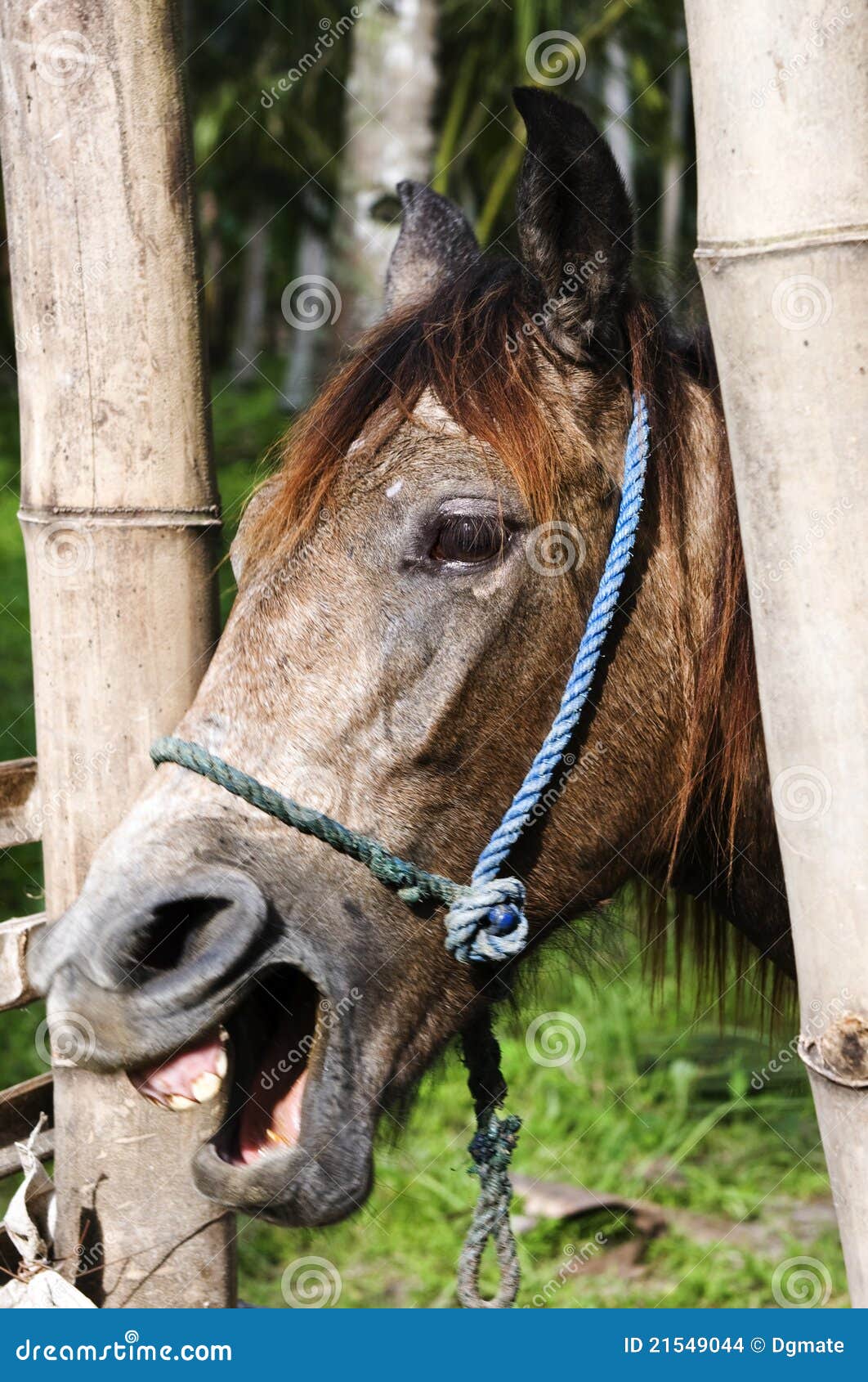 Cheval ouvert de bouche photo stock. Image du course - 21549044