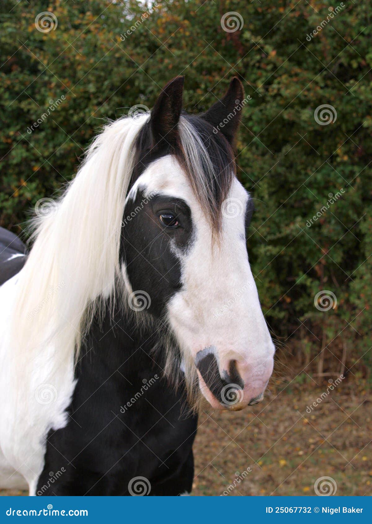 Cheval pie Headshot photo stock. Image du skewbald, domestique - 25067732