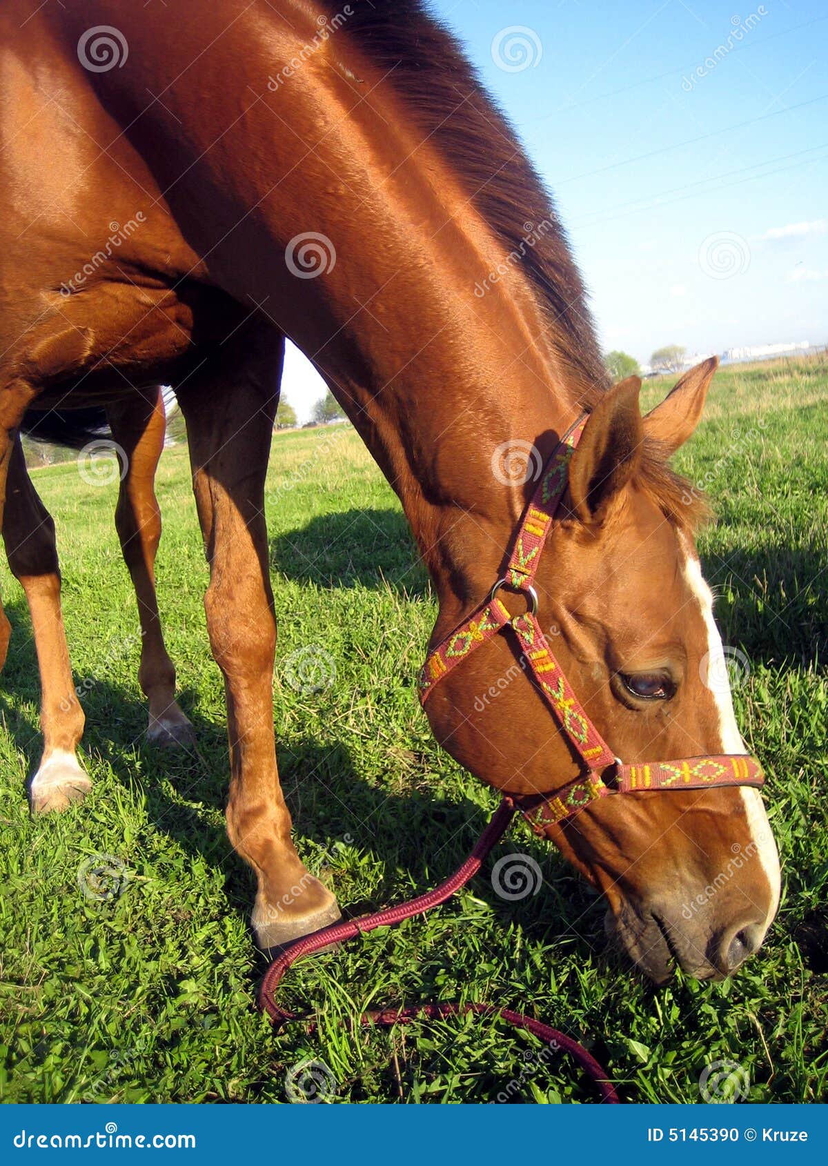 Cheval rouge photo stock. Image du pâturage, repas, herbe - 5145390