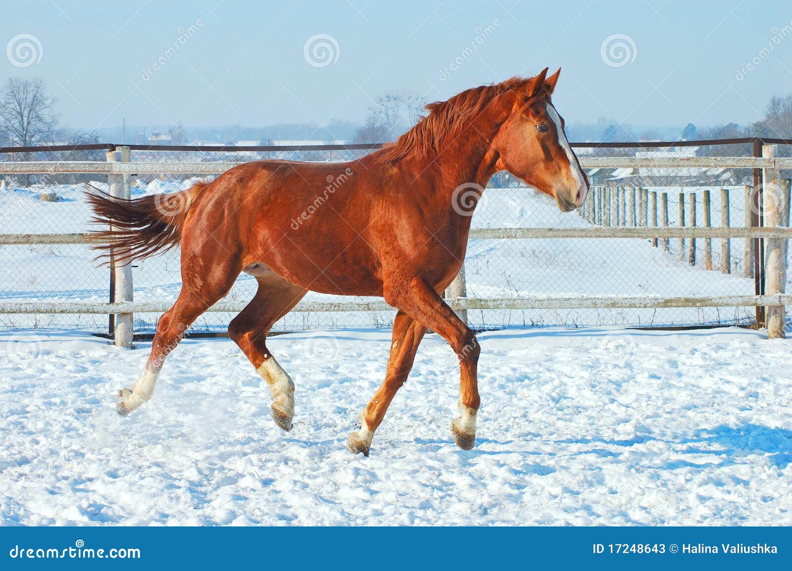 Cheval rouge courant image stock. Image du beauté, ferme - 17248643