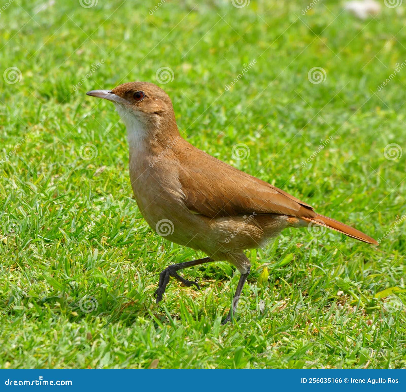 Cheval Roux Debout Sur Une Jambe. Photo stock - Image of patte, rester ...