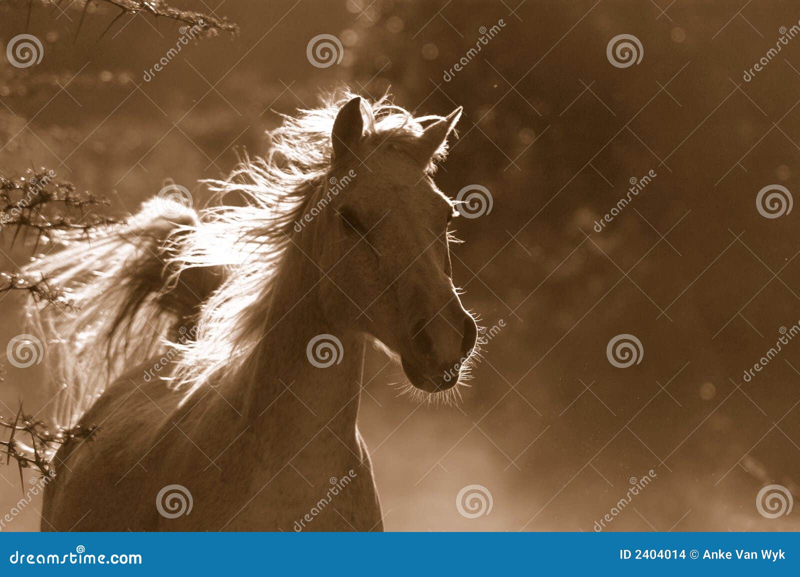 Cheval sauvage blanc photo stock. Image du race, tête - 2404014