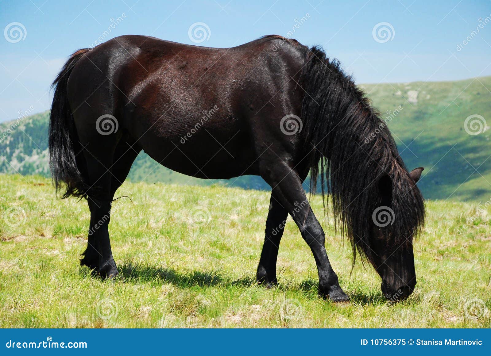 Cheval sauvage en nature image stock. Image du mammifère - 10756375