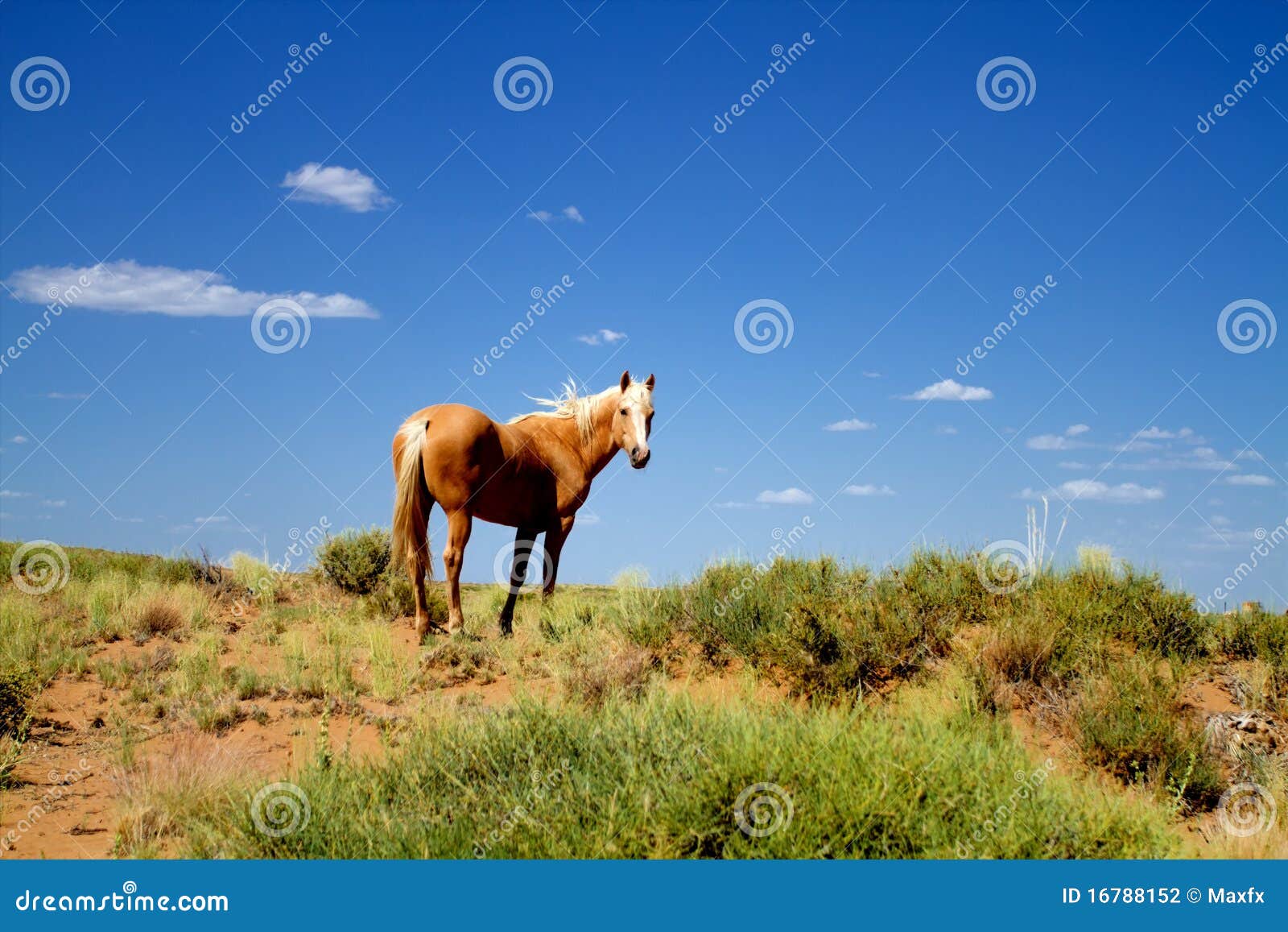 Cheval sauvage en nature photo stock. Image du cheval - 16788152
