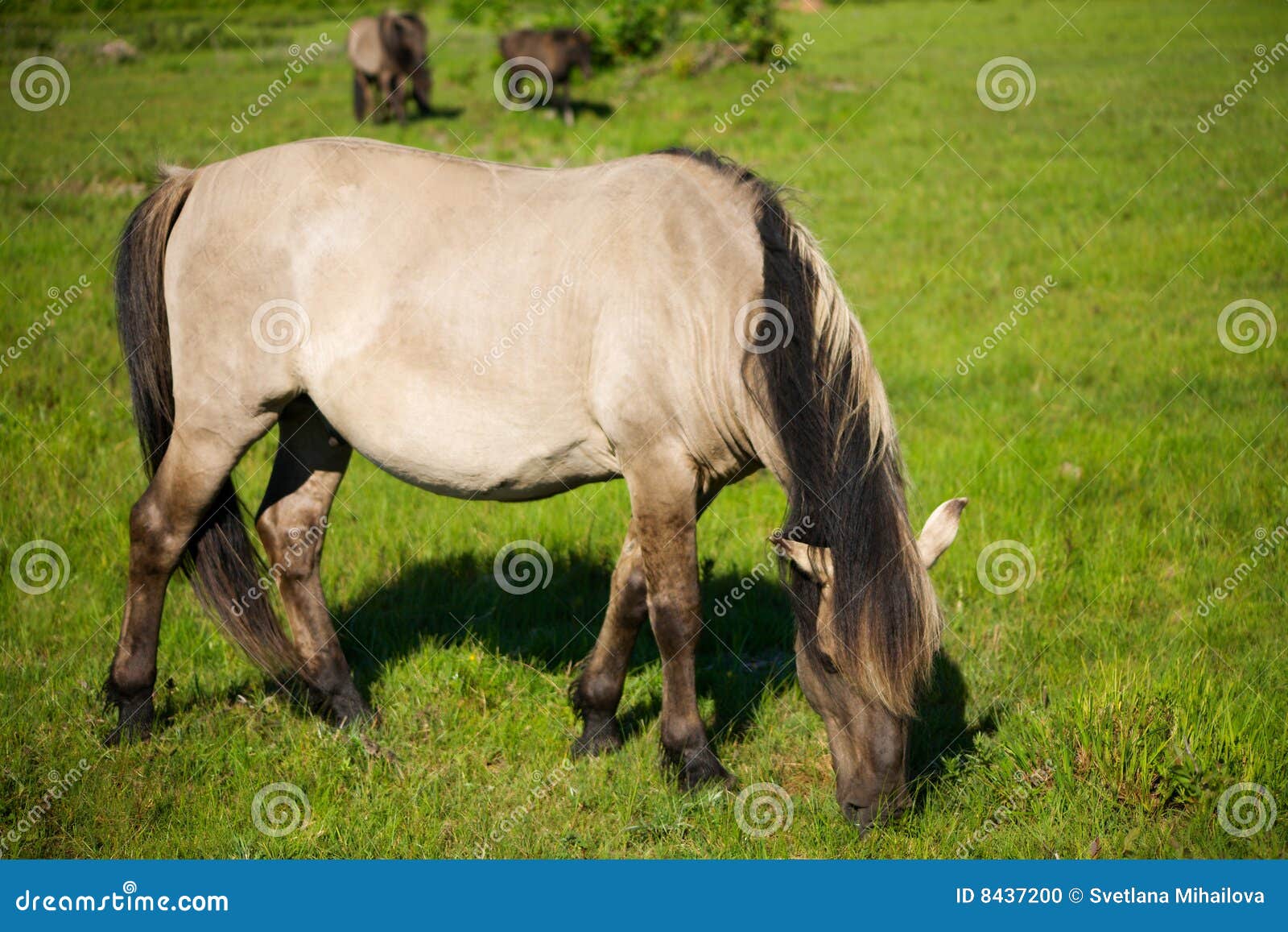 Cheval sauvage (tarpan) photo stock. Image du équin, gris - 8437200