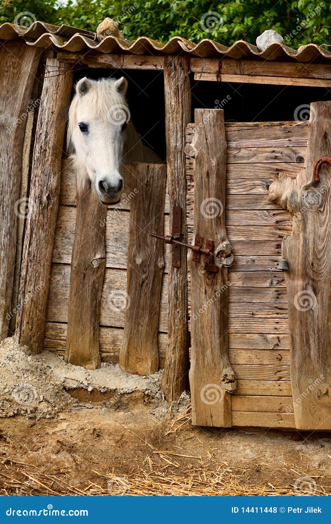 Cheval stable photo stock. Image du crinière, racehorse - 14411448