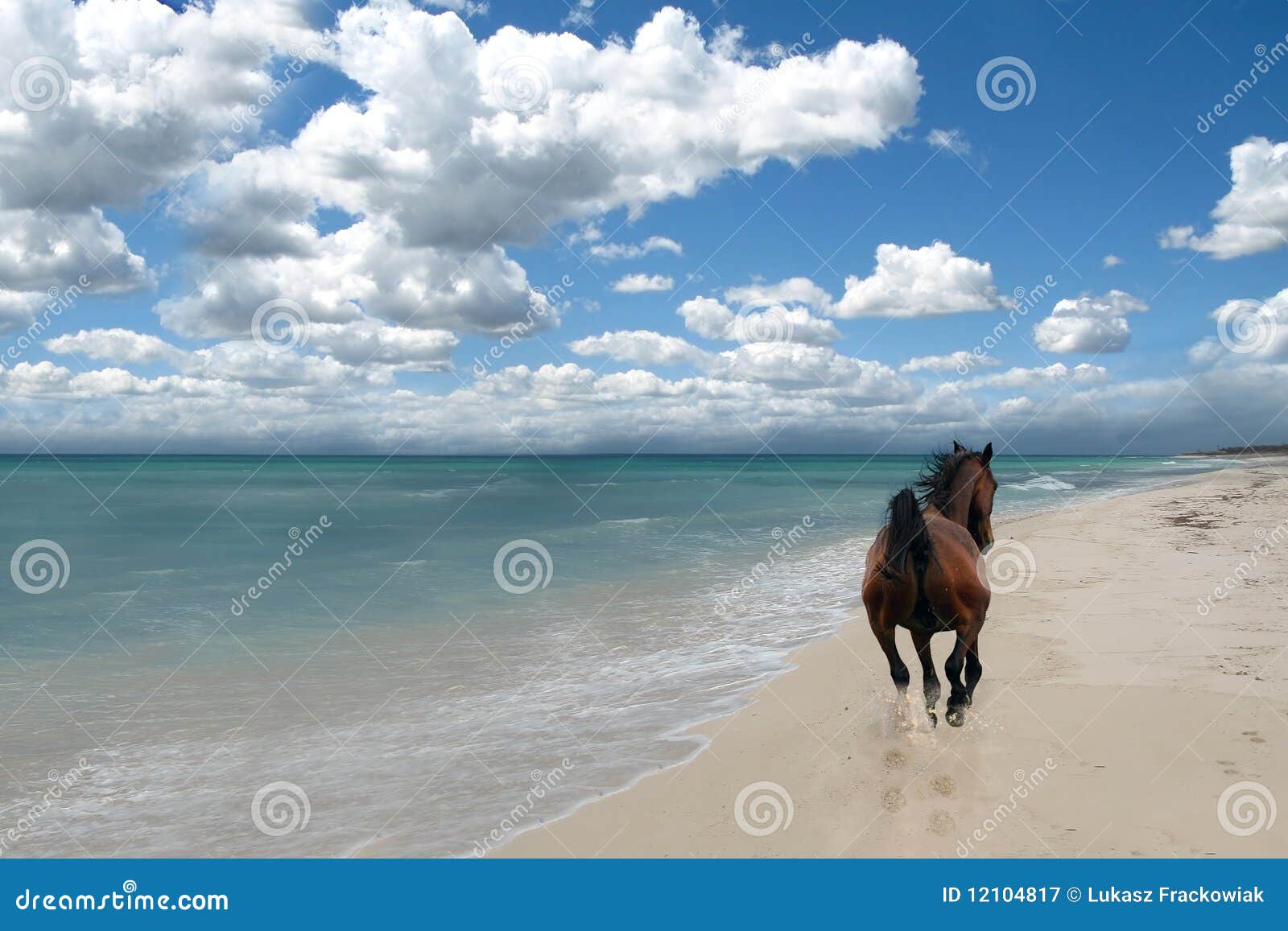 Cheval sur la plage image stock. Image du galoper, équitation - 12104817