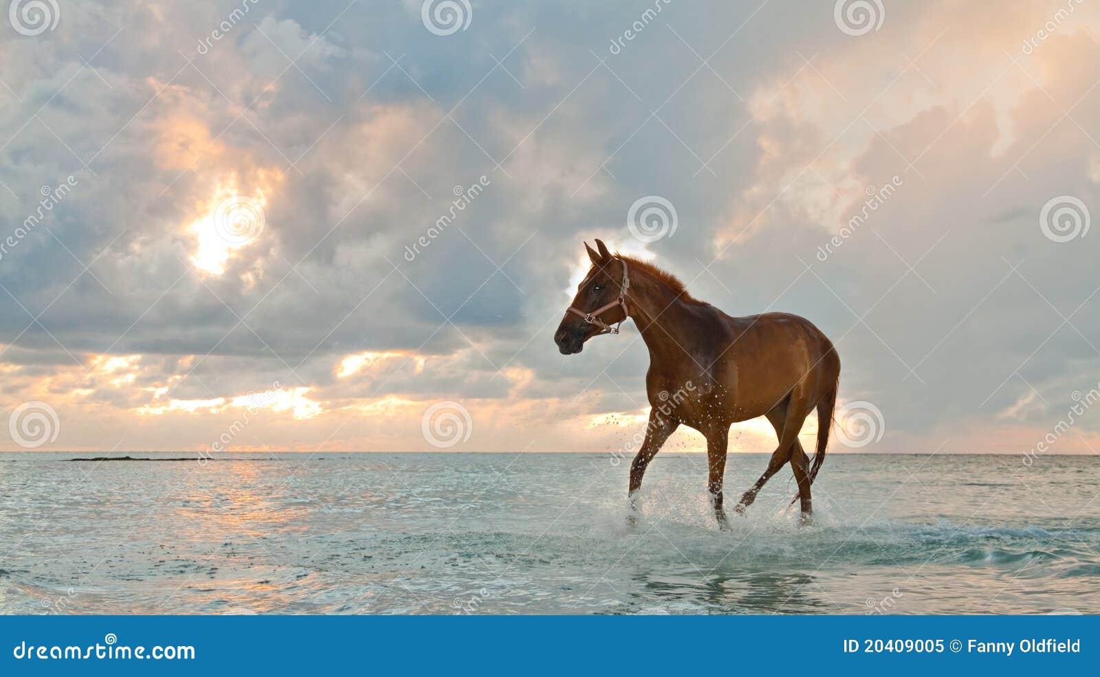 Cheval sur la plage image stock. Image du libre, équin - 20409005