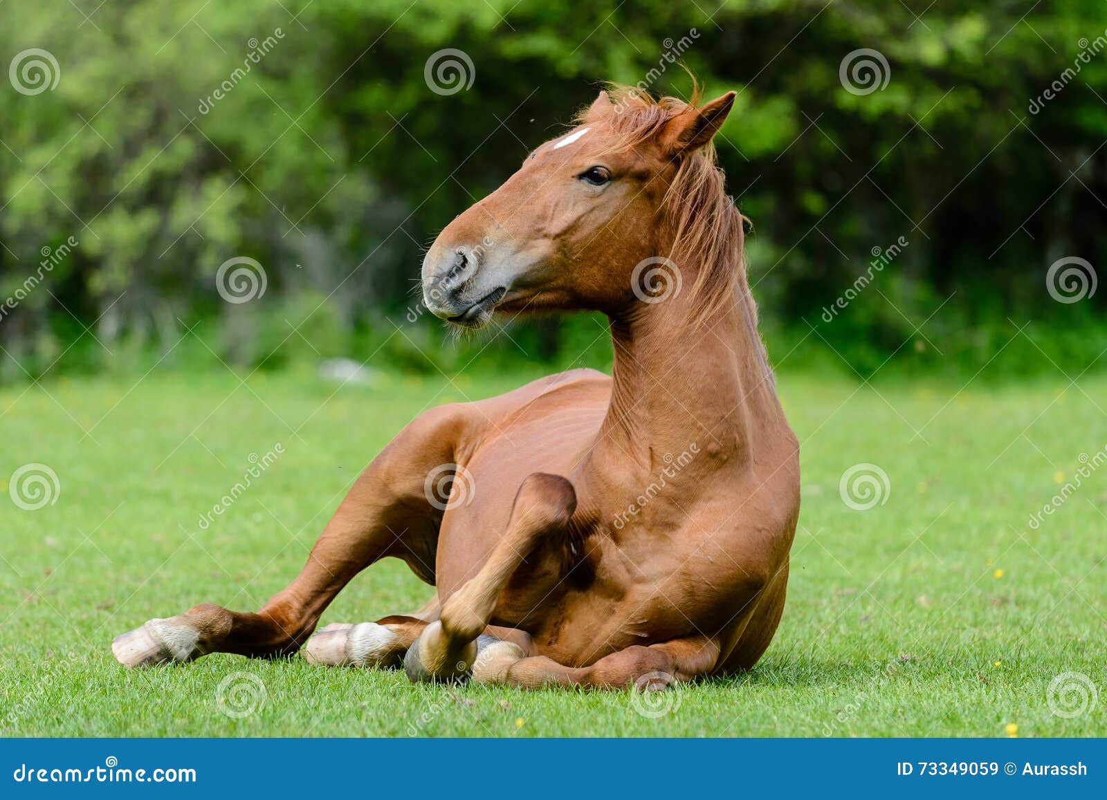 Cheval sur le pré image stock. Image du réseau, derrière - 73349059