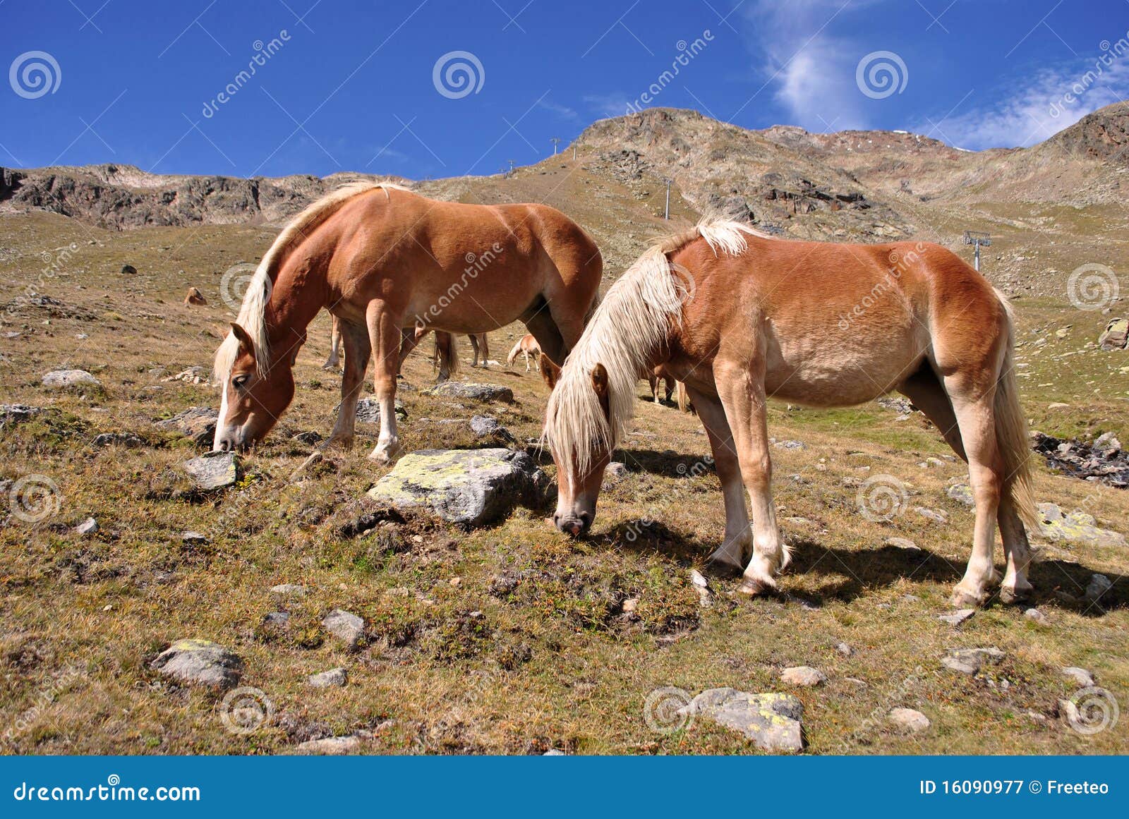 Cheval sur le vert image stock. Image du déménager, galop - 16090977