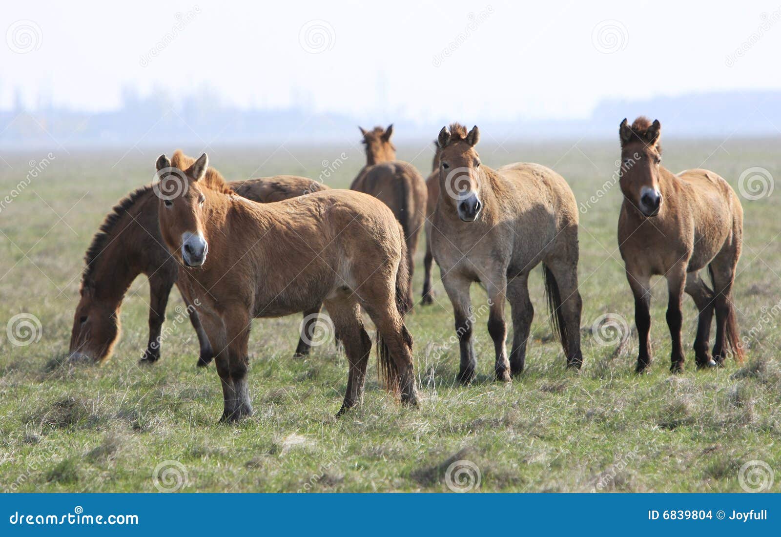 Cheval-tarpan sauvage photo stock. Image of pré, horizontal - 6839804