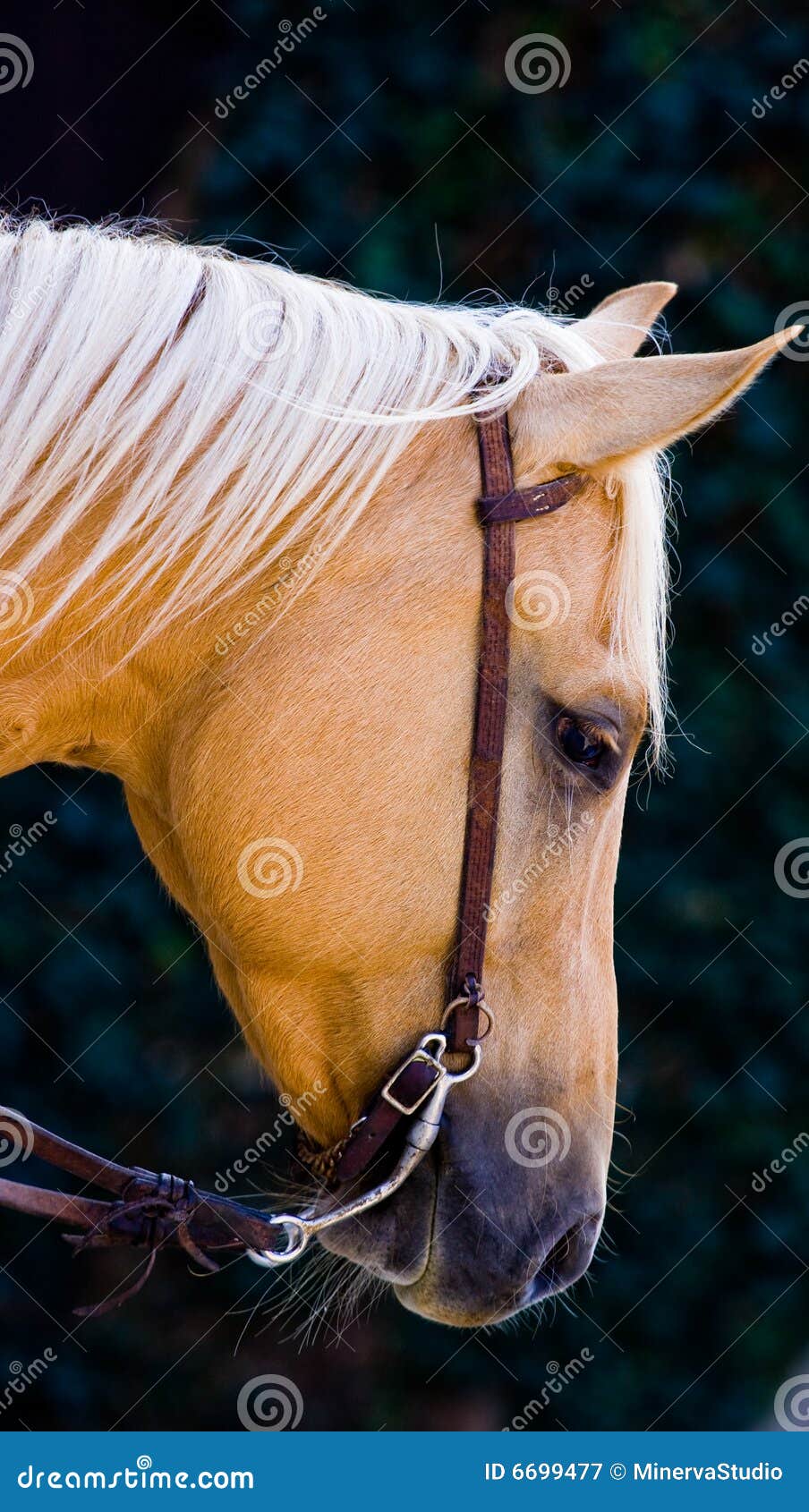 Cheval Triste Photos Stock - Téléchargez 1,393 Photos libres de droits