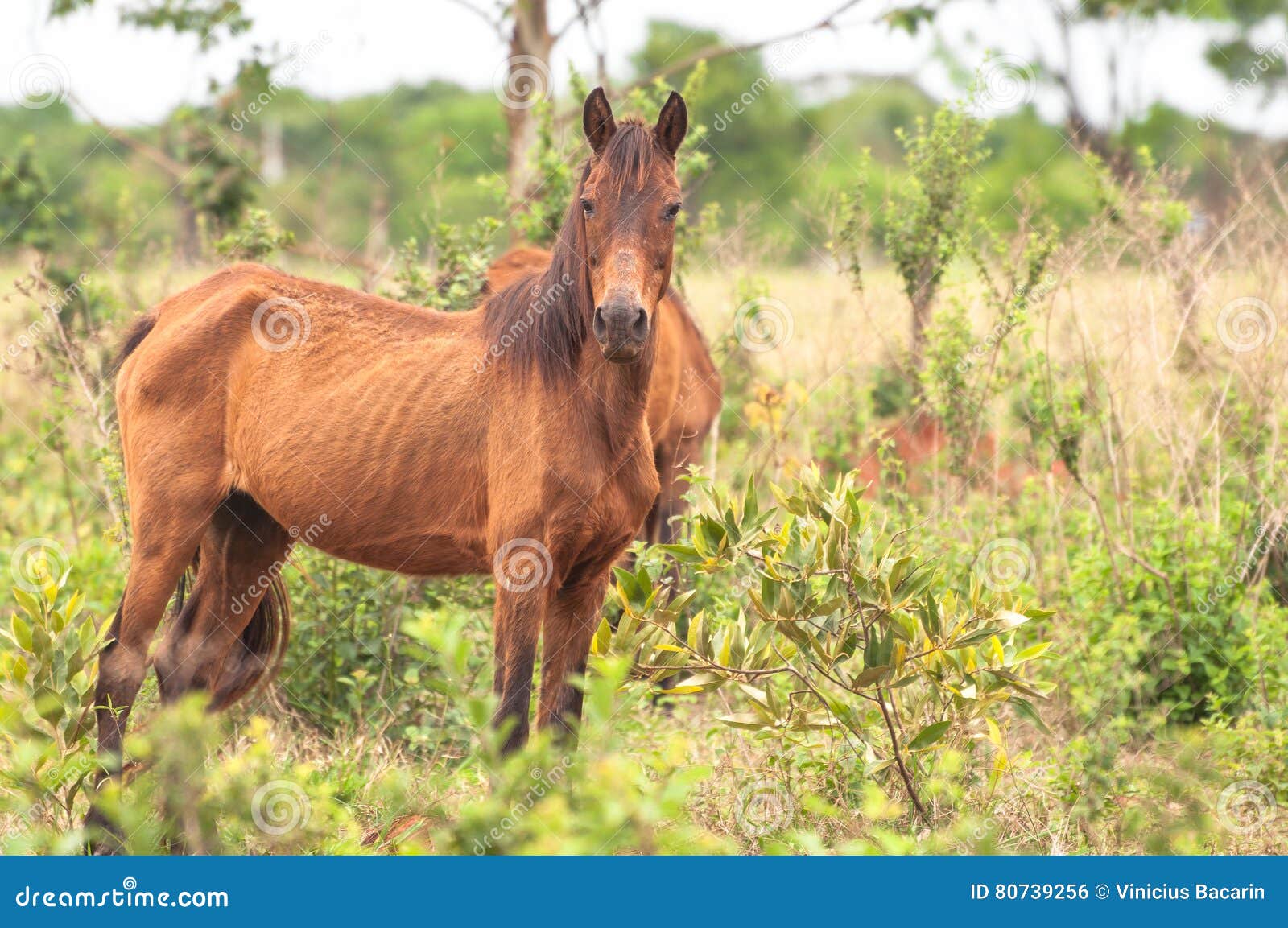 Cheval Vert Maigre Sur L'herbe Verte Photo stock - Image du côte ...