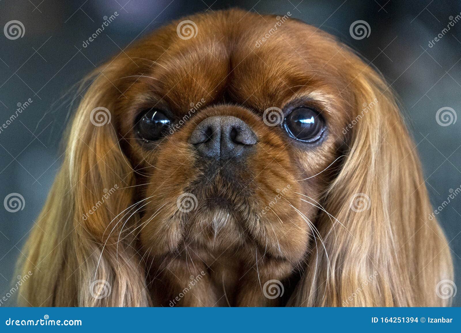 Chevalier King Dog Close Up Stock Photo - Image of king, cavalier ...
