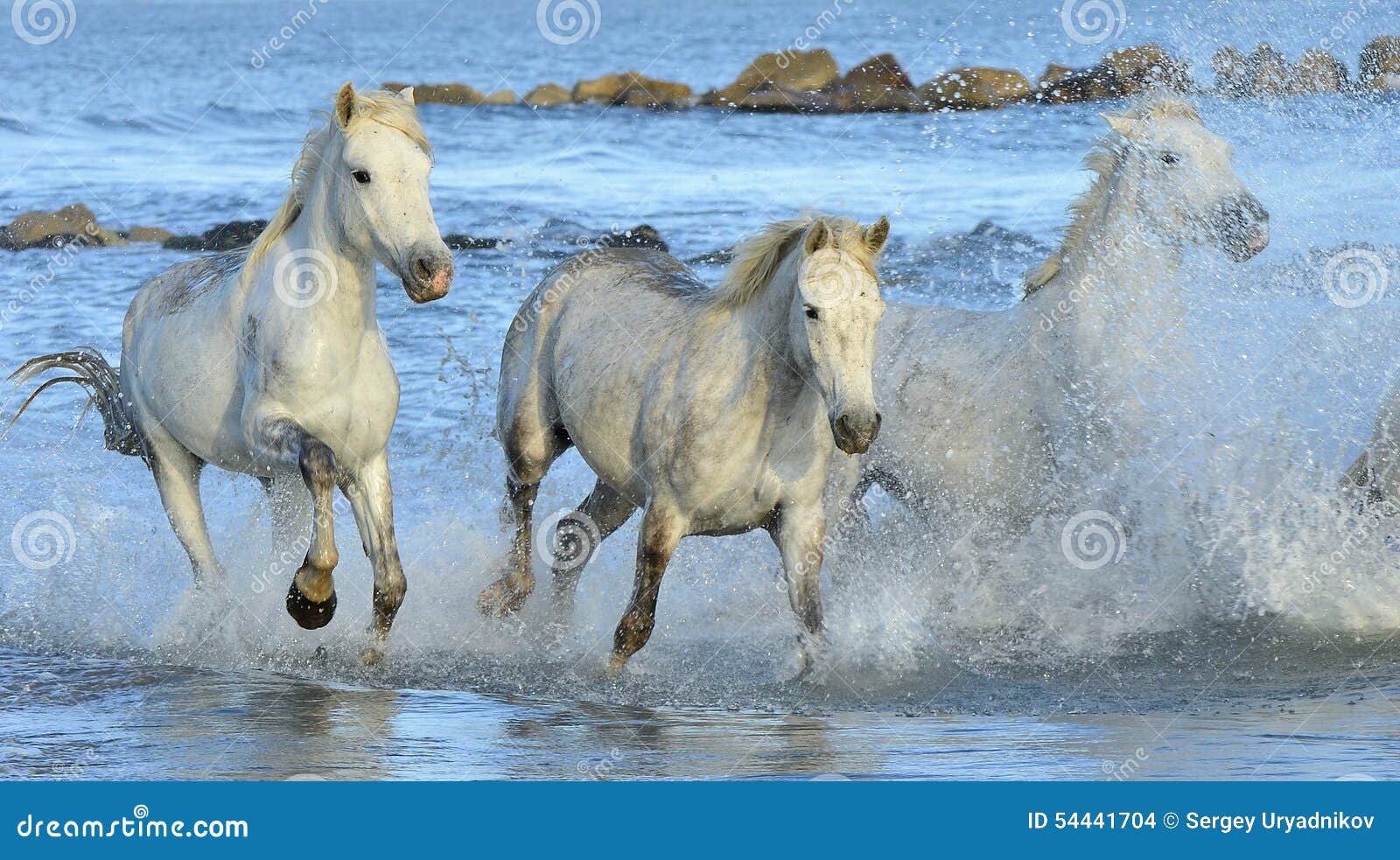 Chevaux Blancs Courants Par L'eau Photo stock - Image du écologie ...