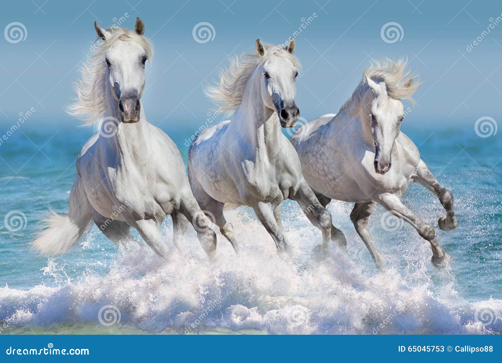 Chevaux dans l'eau image stock. Image du libre, romantique - 65045753