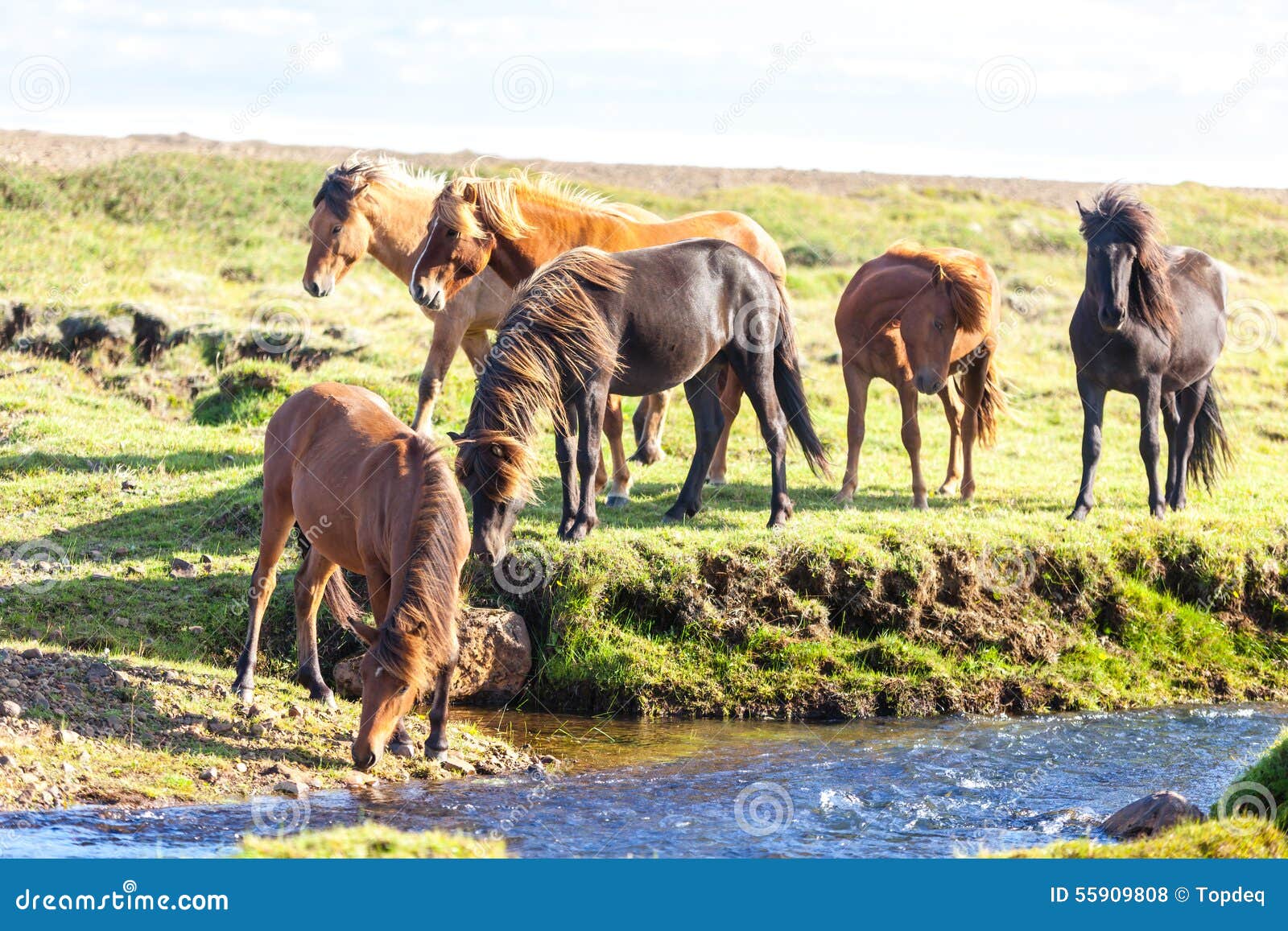 Chevaux Dans Un Domaine Vert De L'Islande Photo stock - Image du beauté ...