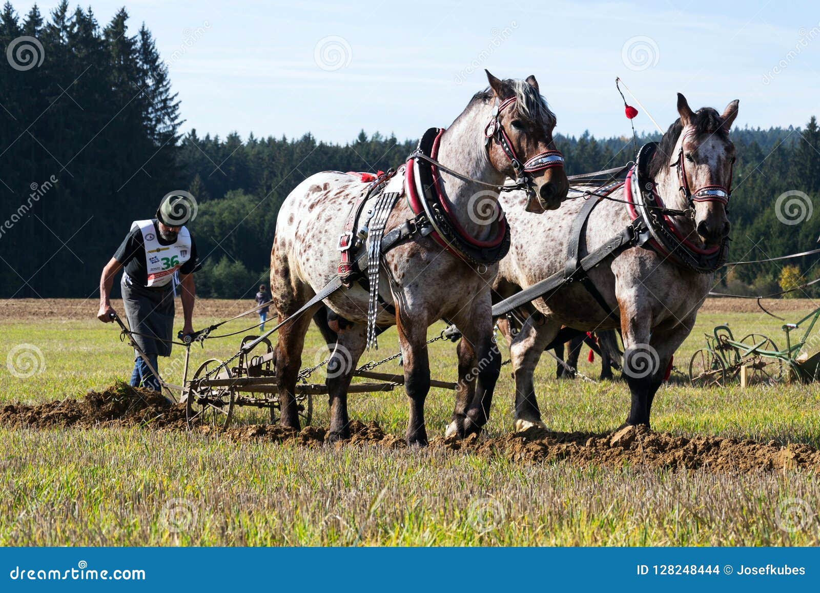 Chevaux De Labourage Sur Le Champ Sur Le Championnat De Labourage Image ...