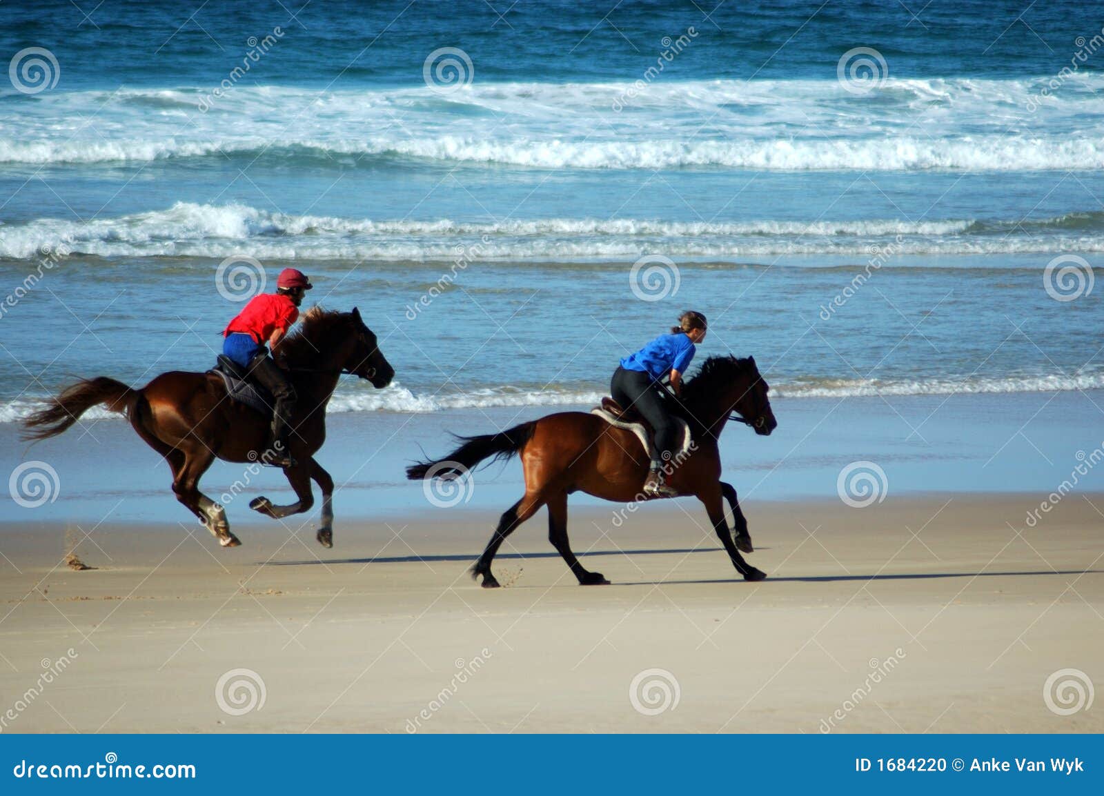 Chevaux de plage photo stock. Image du activités, animaux - 1684220