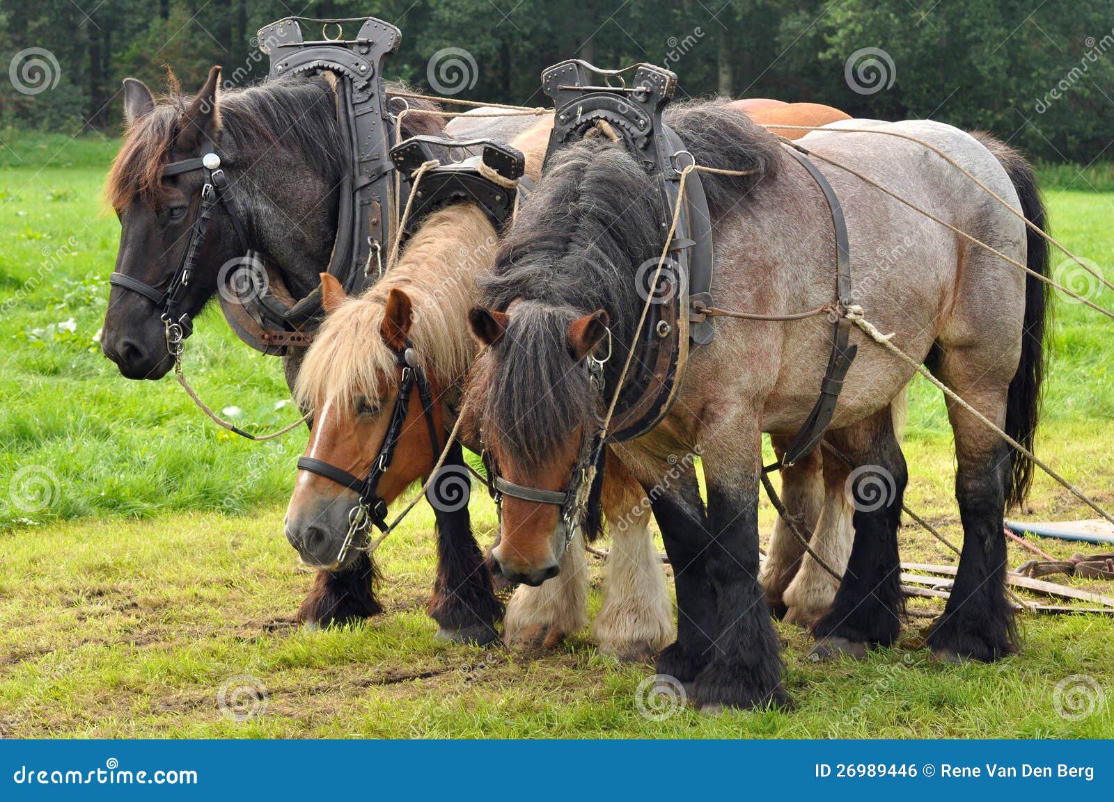 Chevaux de trait belges photo stock. Image du pattes - 26989446